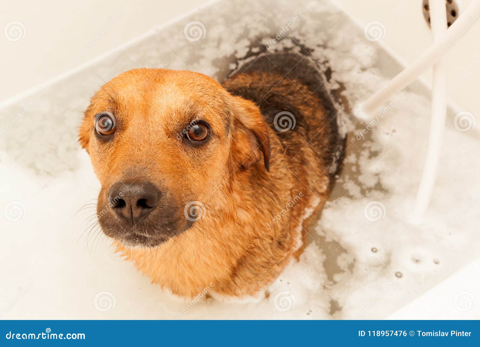 Dog bathing stock photo. Image of cute, shot, canine - 118957476
