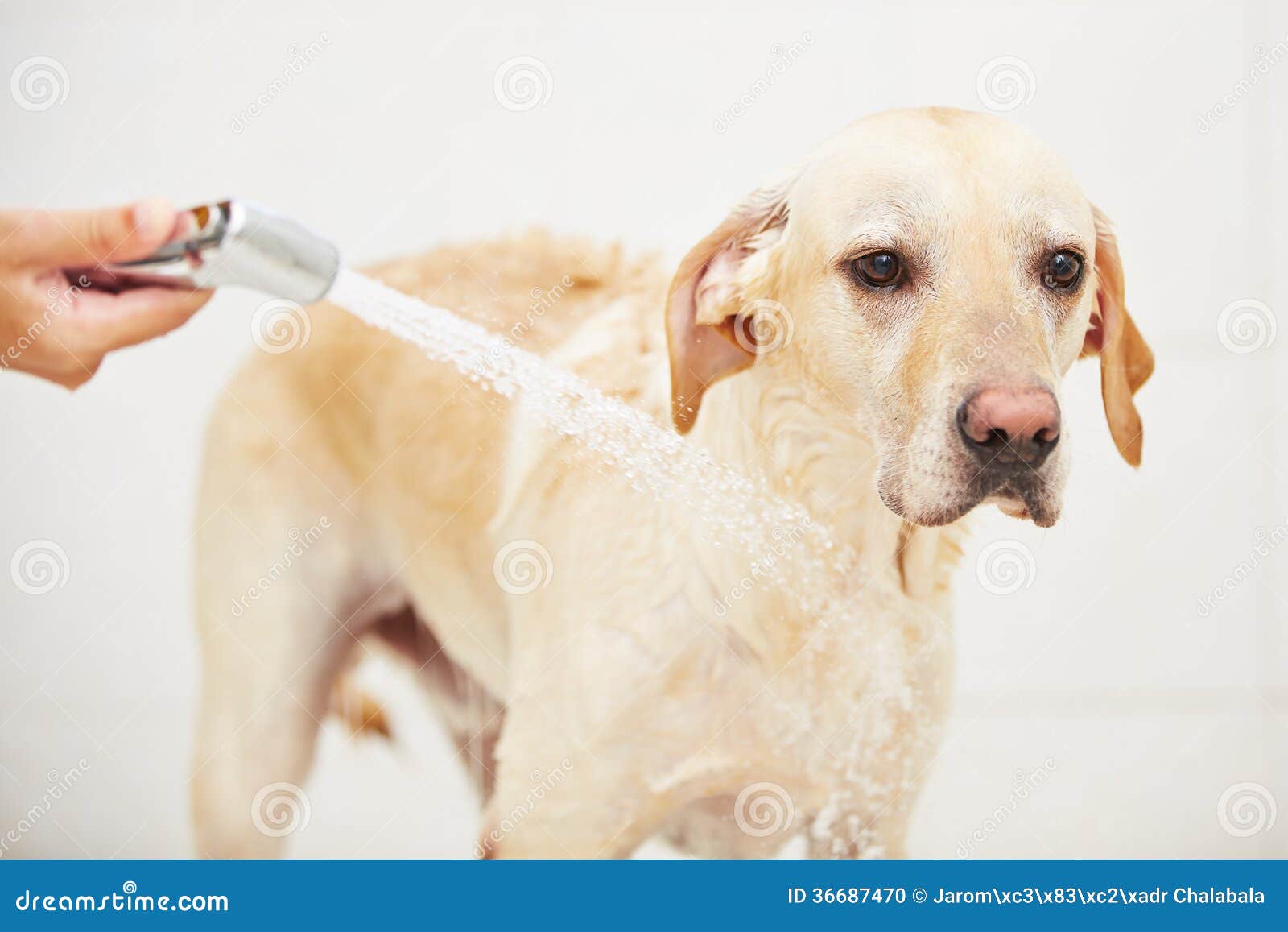 Dog in bathroom stock photo. Image of portrait, pampered - 36687470