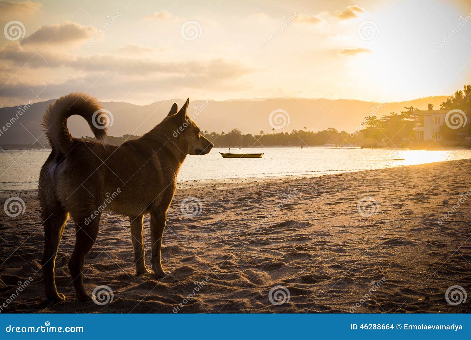 Dog on Beach Looking Sunset. Stock Photo - Image of ocean, black: 46288664