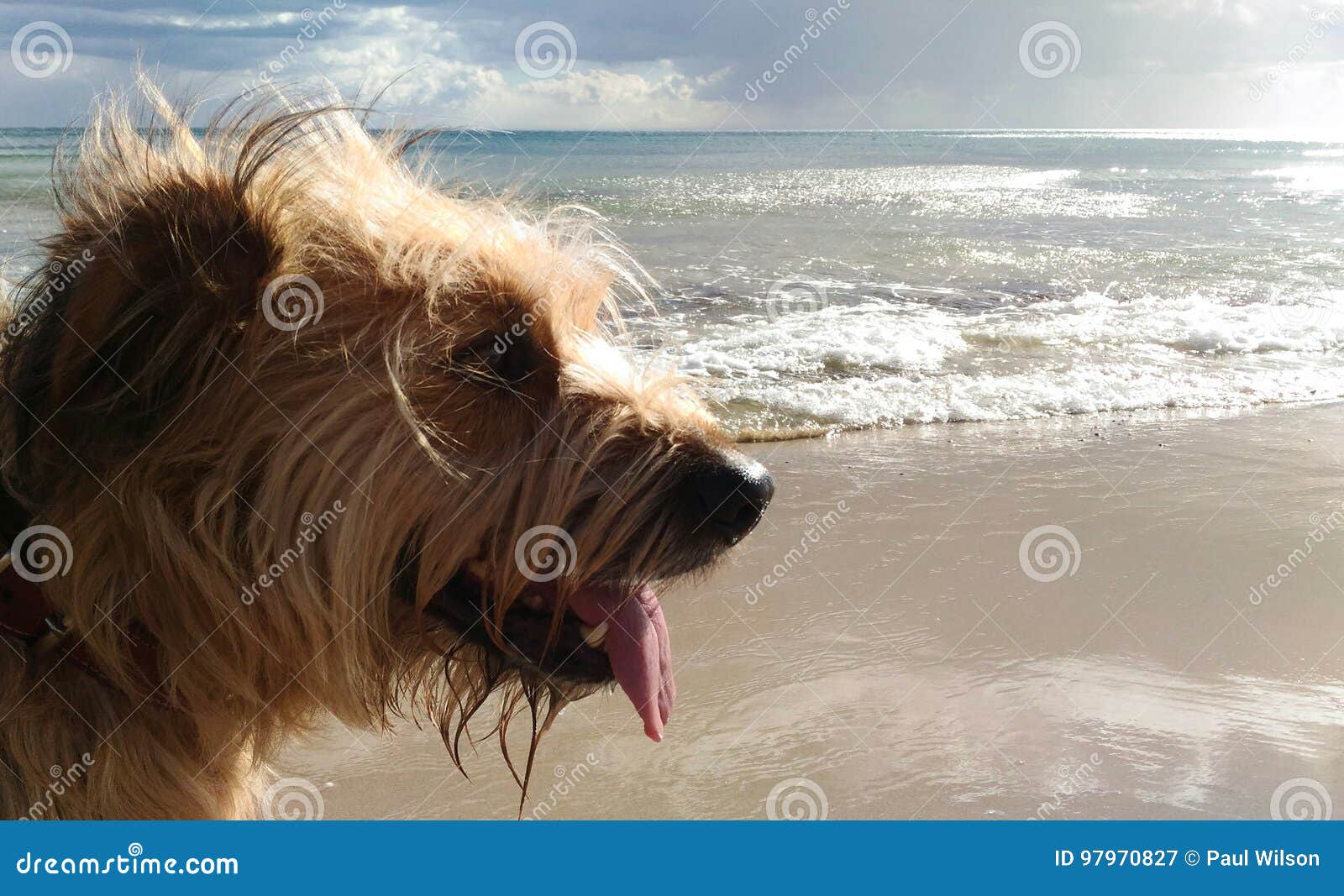 Dog on the Beach stock image. Image of side, woof, view - 97970827