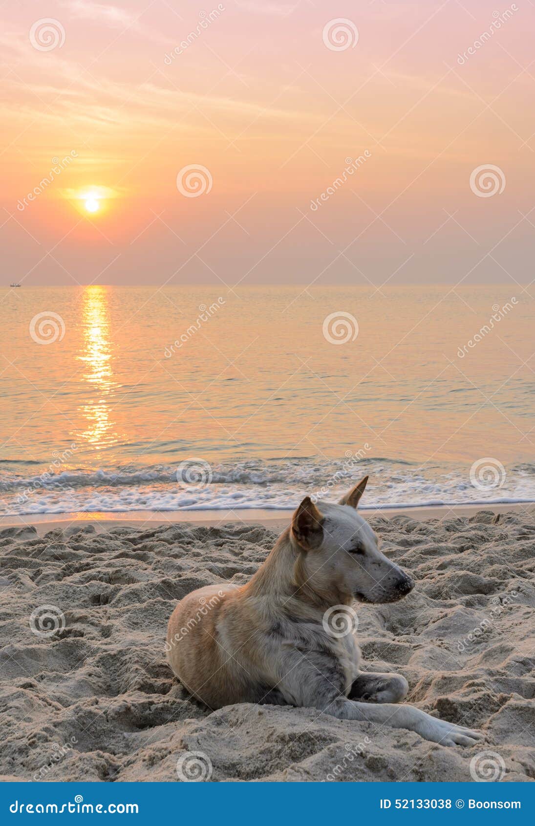 Dog on the Beach at Sunrise Stock Photo - Image of colorful, boat: 52133038