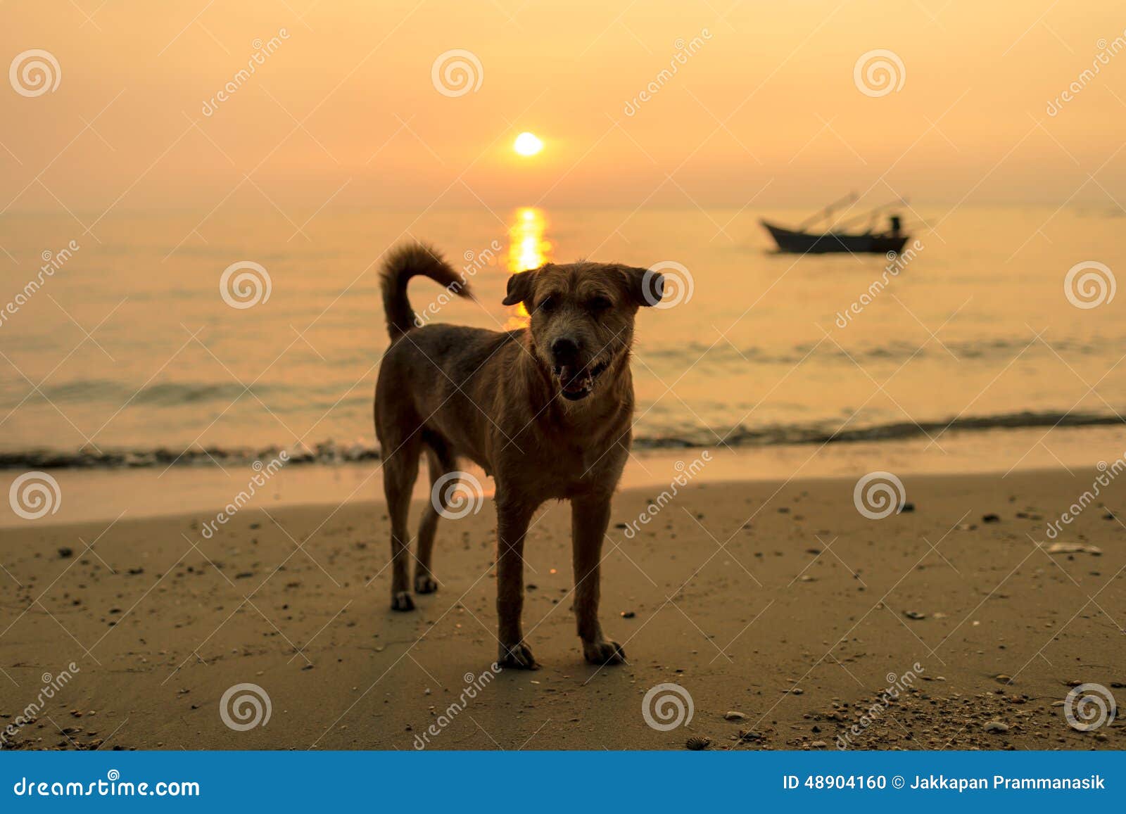 Dog on the Beach with Sunset Stock Photo - Image of seascape, orange ...