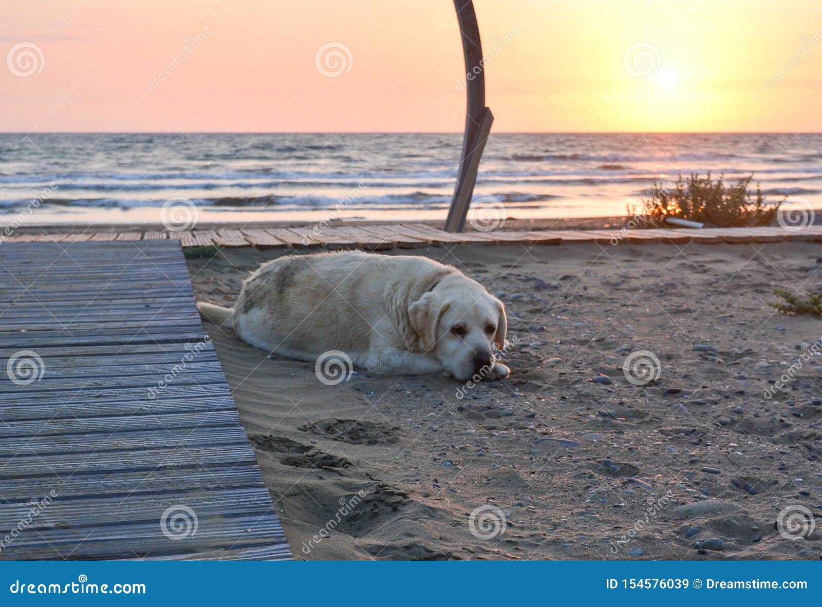 Dog in the Beach with Sunset Stock Image - Image of night, house: 154576039
