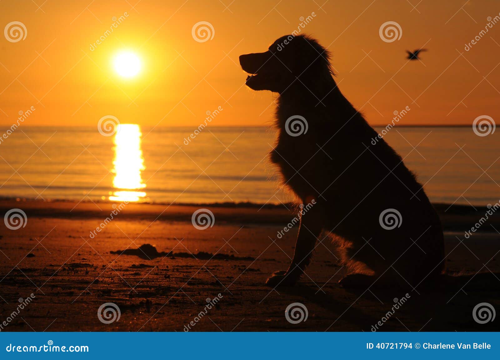 Dog on the Beach with Sunset Stock Photo - Image of sitting, dogs: 40721794