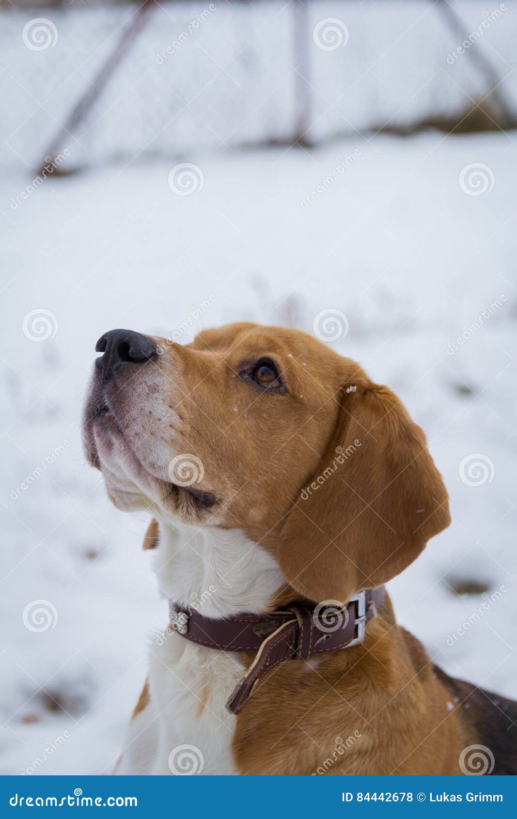Beagel Pet Beaty Nature Stock Photos - Free & Royalty-Free Stock Photos ...