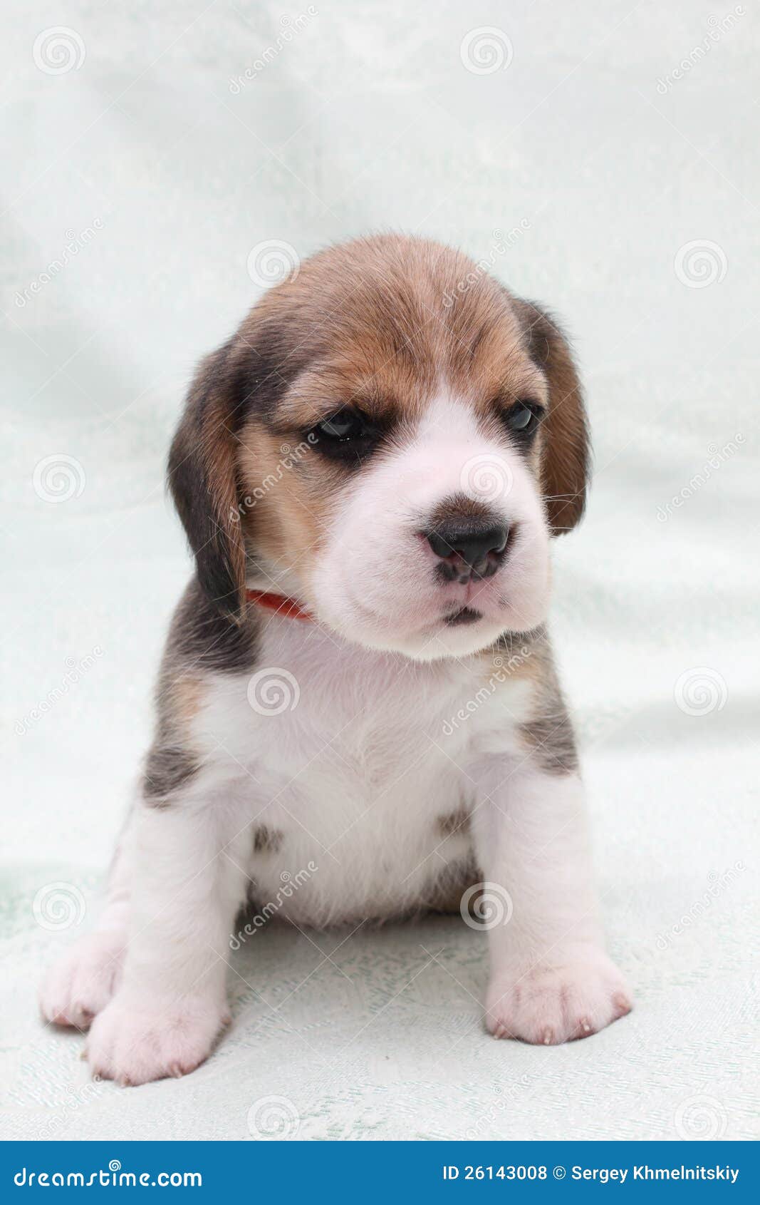 Dog beagle stock photo. Image of face, creature, looking - 26143008