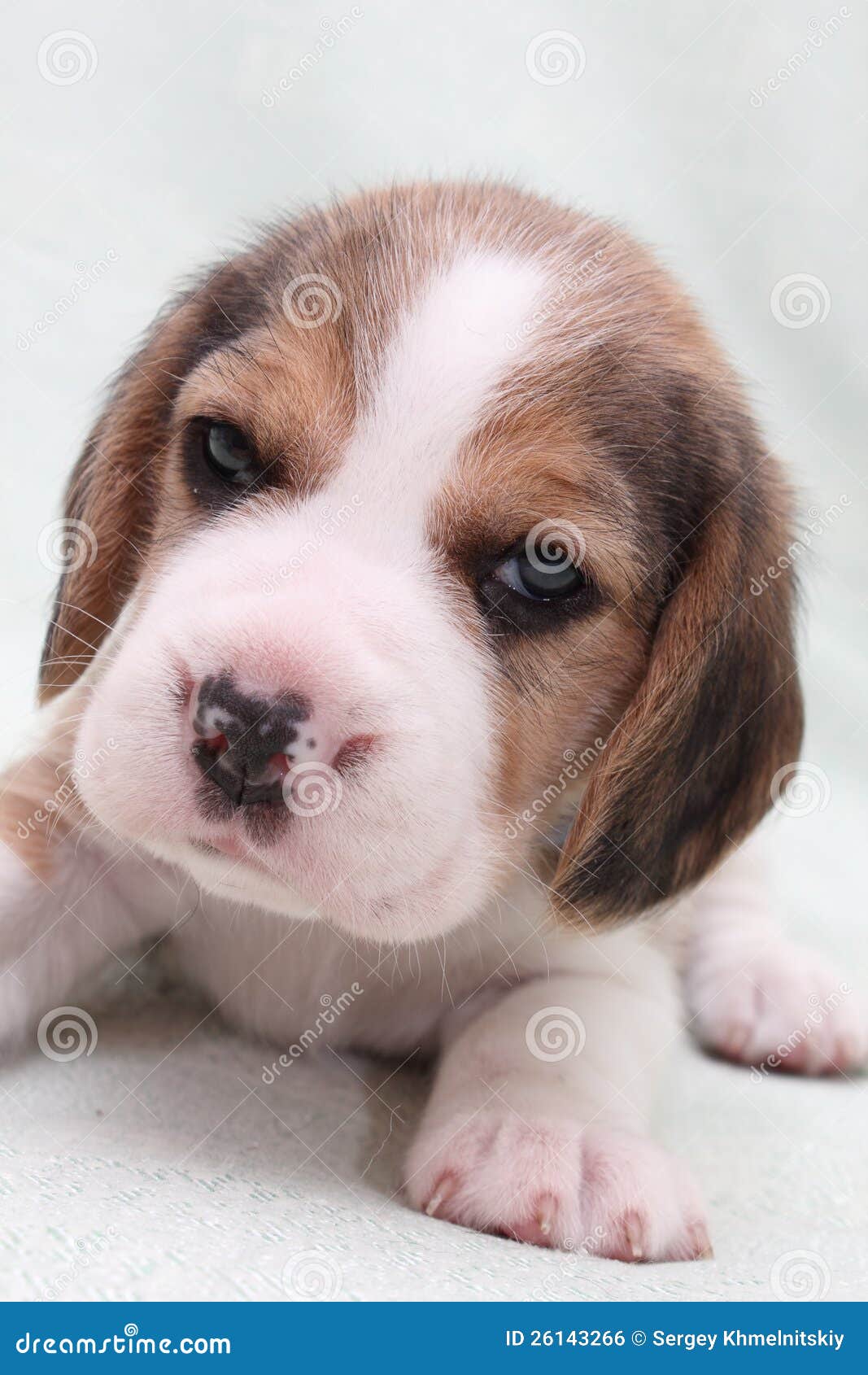 Dog beagle stock photo. Image of doggy, pedigree, little - 26143266