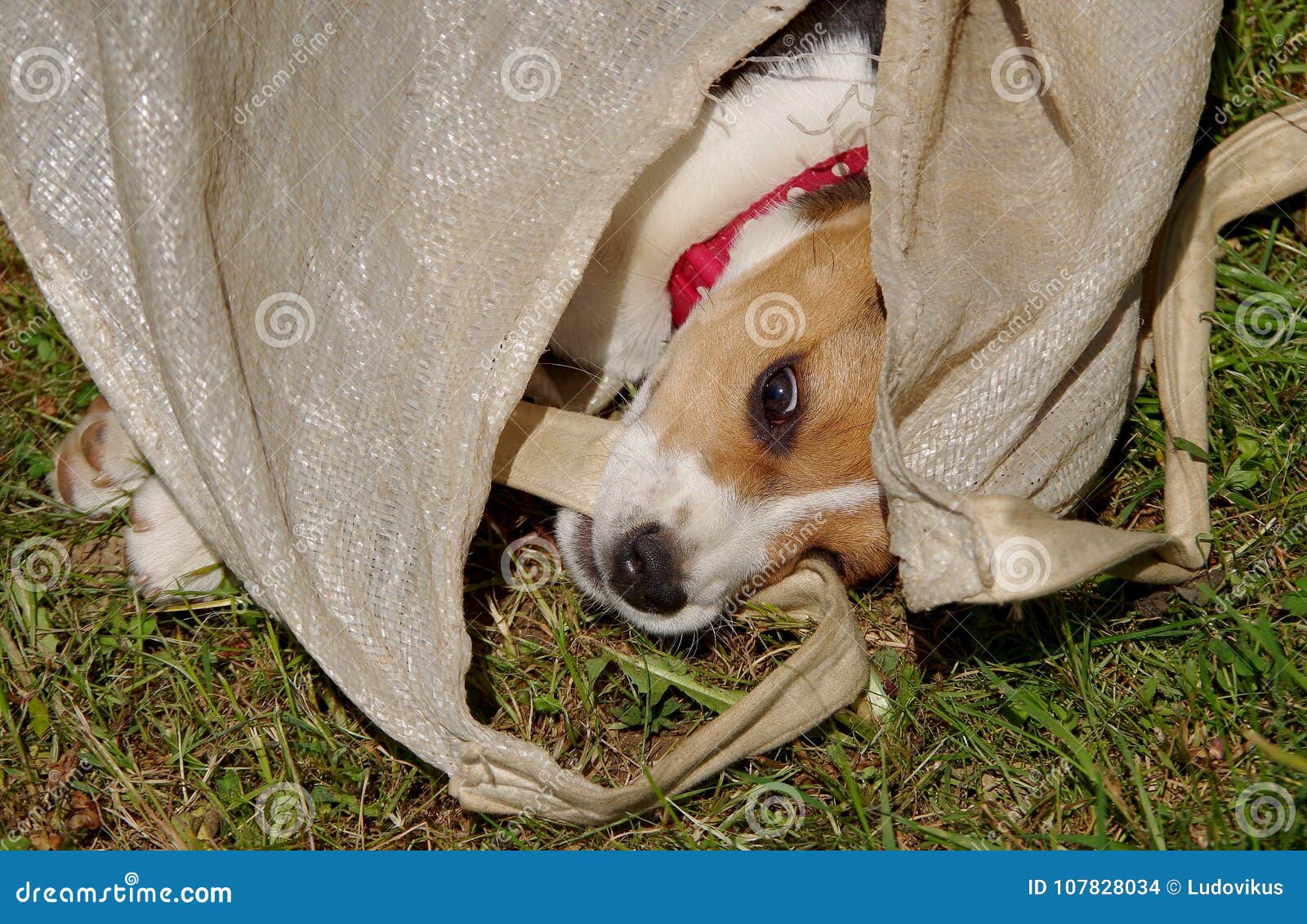 Dog beagle in bag stock photo. Image of park, brown - 107828034