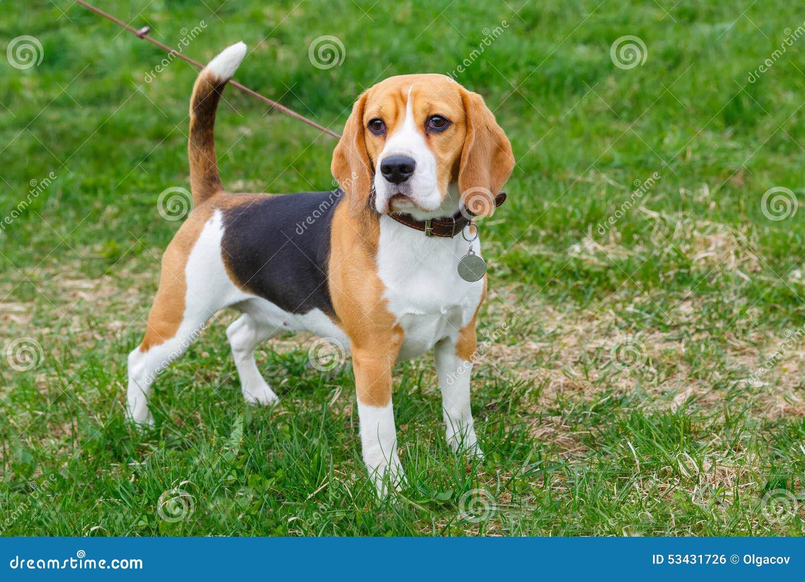 Dog Beagle Breed Standing on the Green Grass Stock Photo - Image of ...