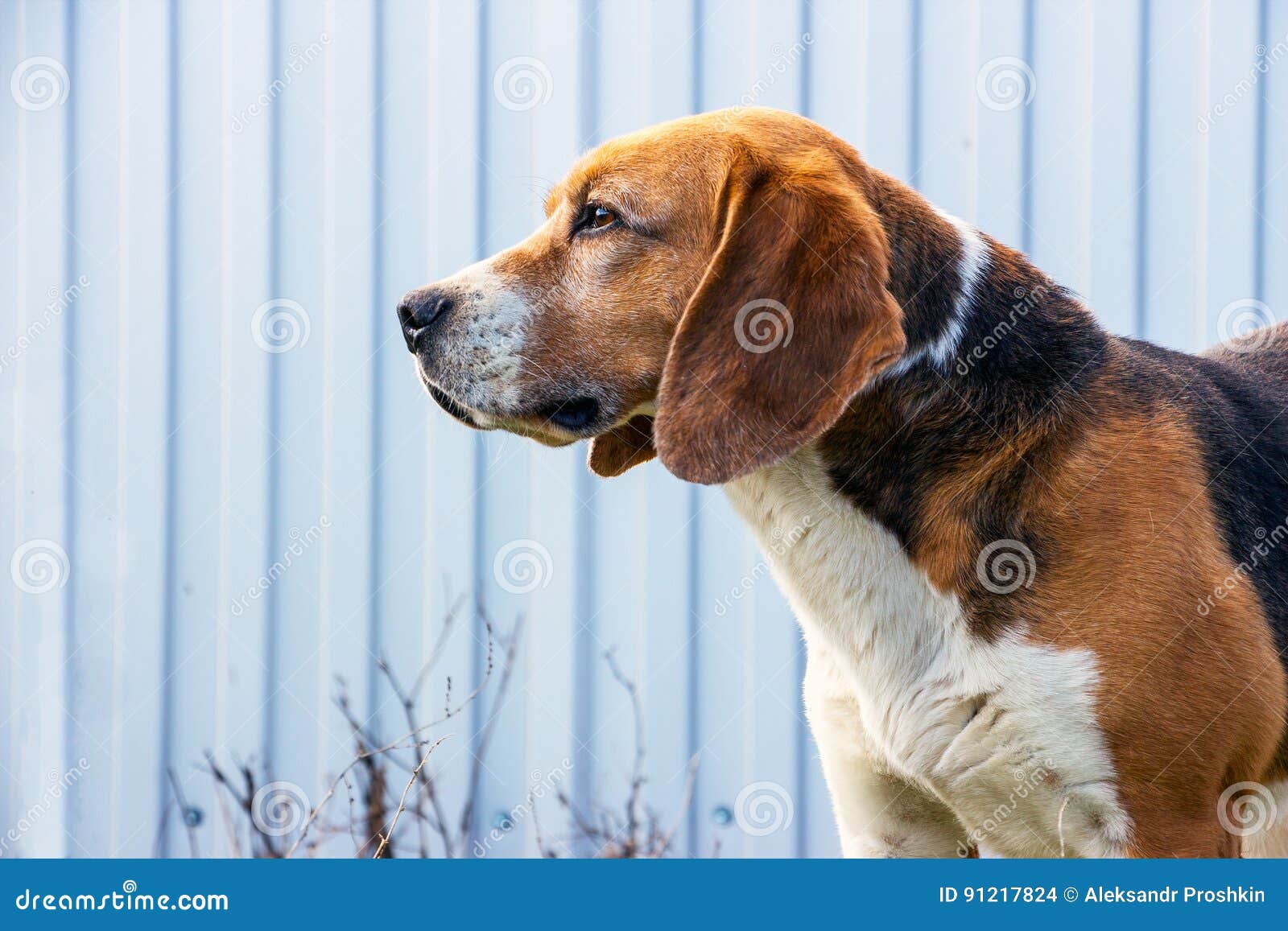 Dog Beagle. the Profile of the Head Stock Photo - Image of beagle ...
