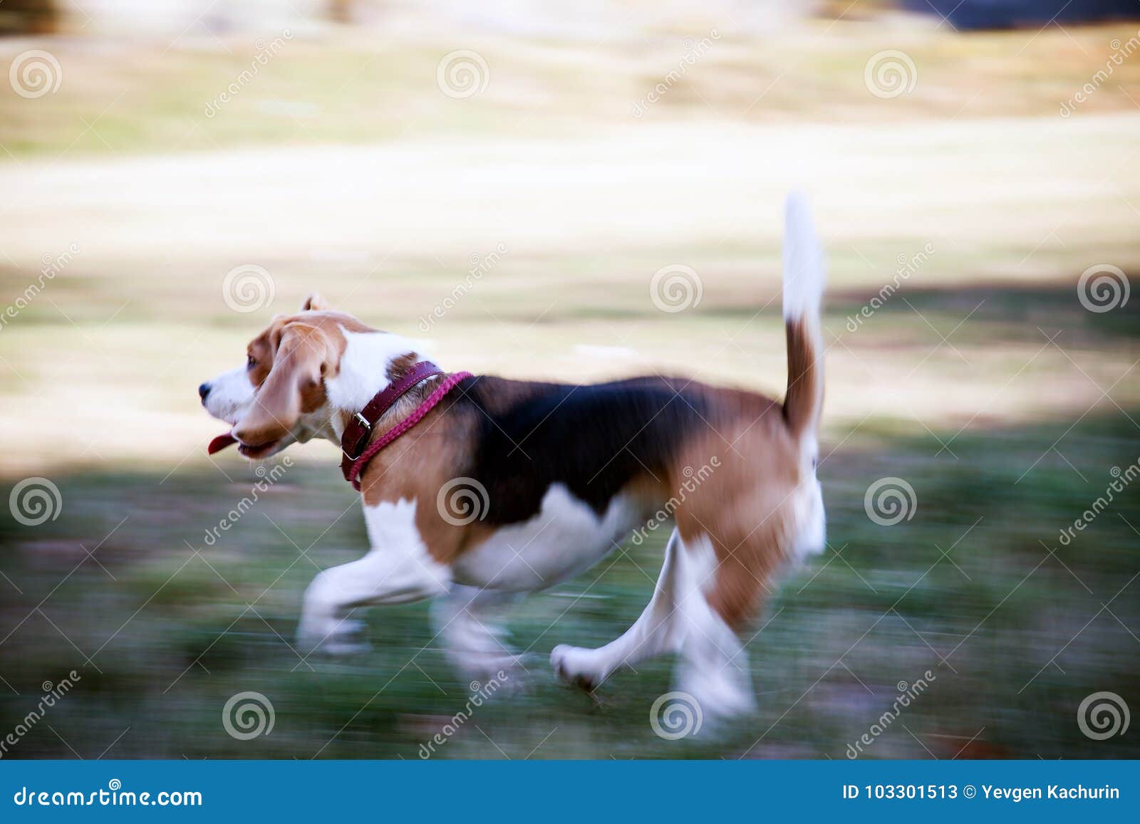 Dog beagle runs on nature stock image. Image of beautiful - 103301513