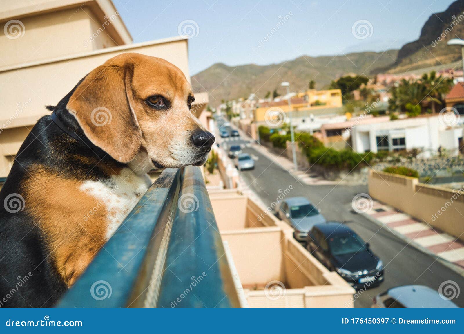 Dog beagle smile stock image. Image of drone, looking - 176450397