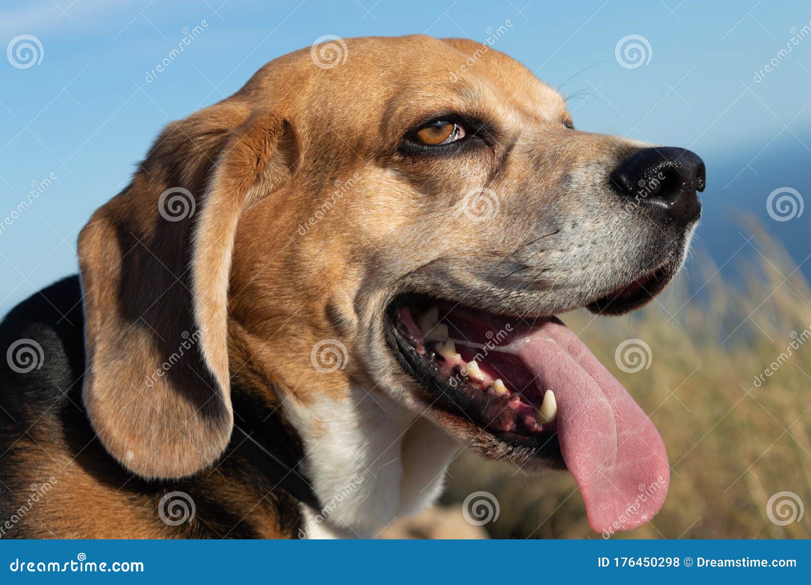 Dog beagle smile stock photo. Image of burguer, mountain - 176450298