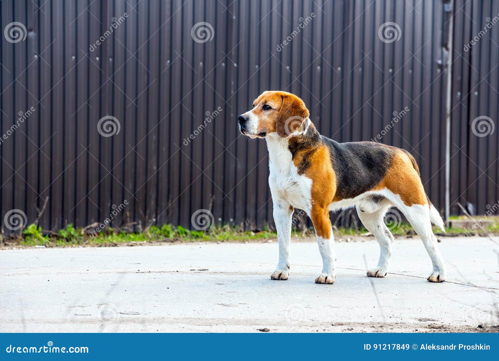 Dog beagle stands sideways stock image. Image of nature - 91217849