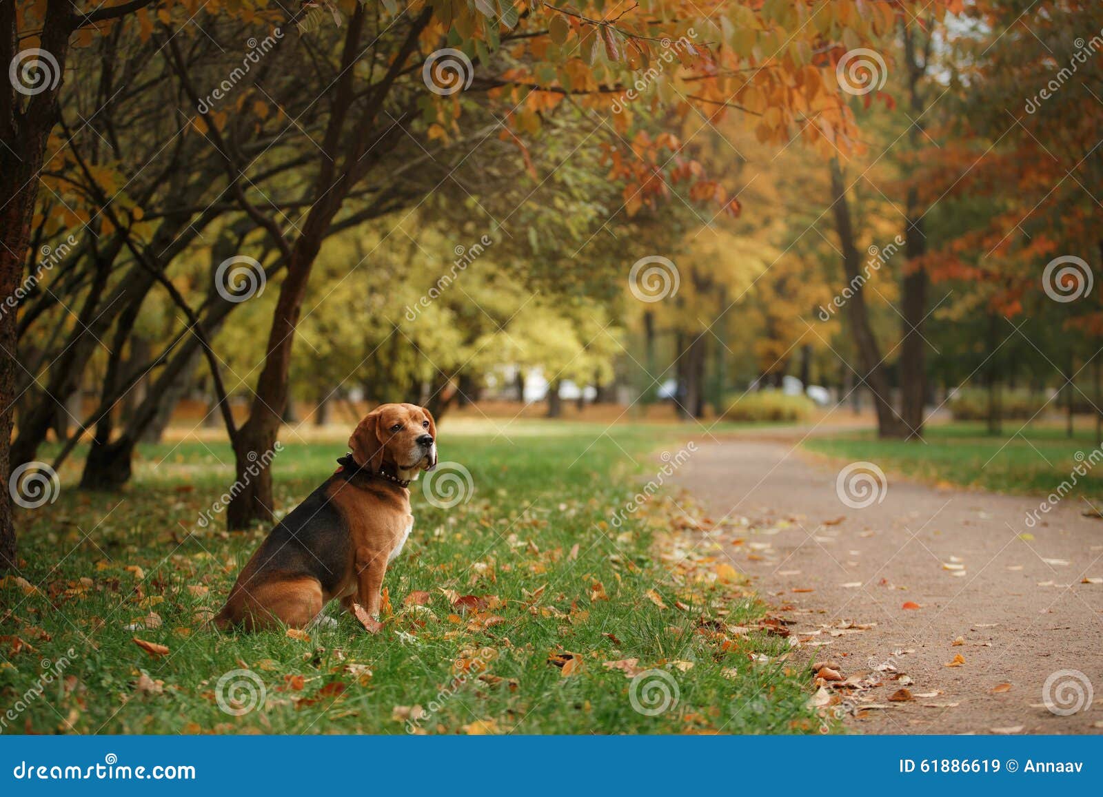 Dog Beagle Walking in Autumn Park Stock Image - Image of outdoor, park ...