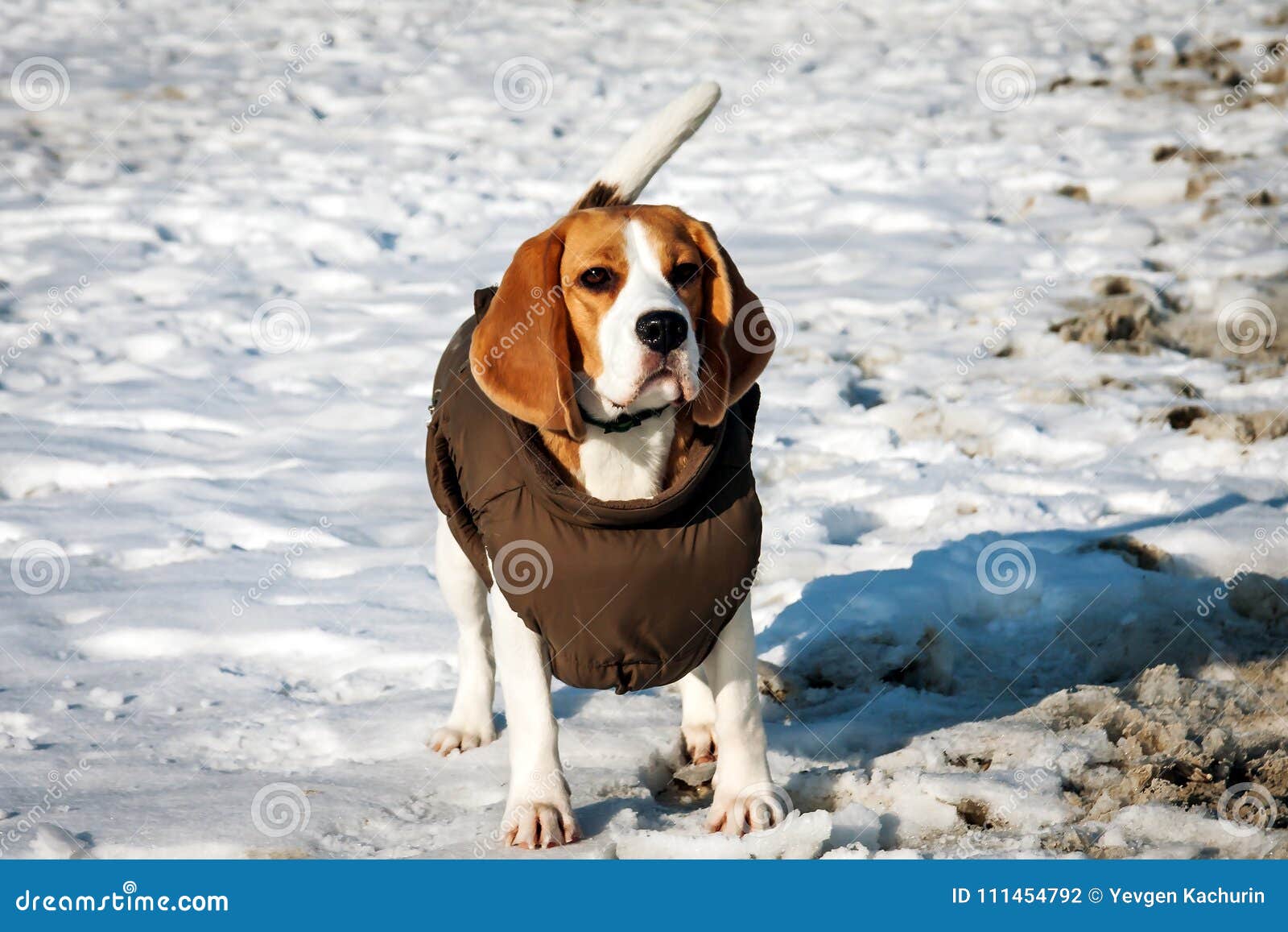 Dog Beagle in Winter Clothes Stock Photo - Image of background, snow ...