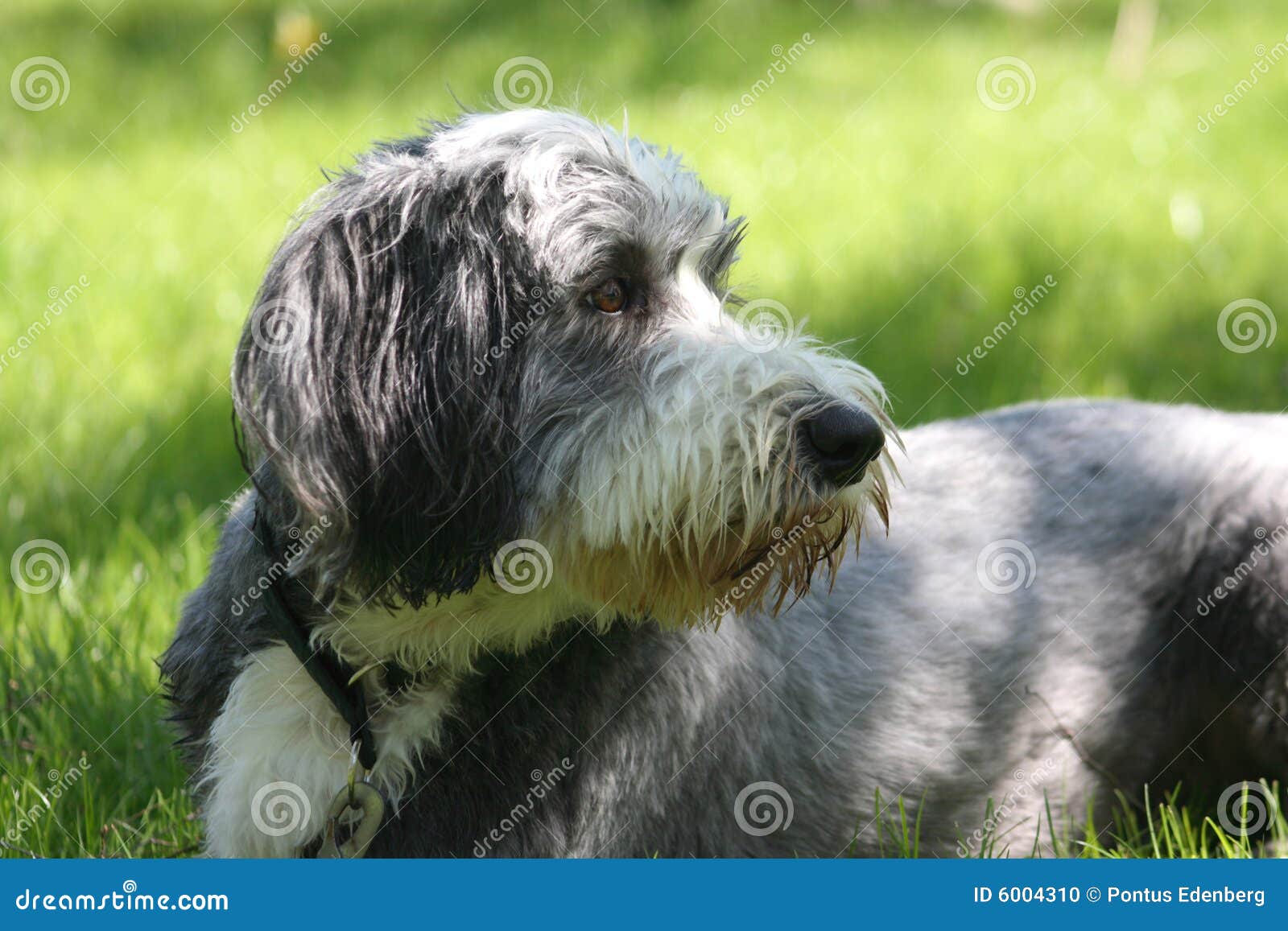 Dog, bearded collie stock photo. Image of thoughtful, cute - 6004310