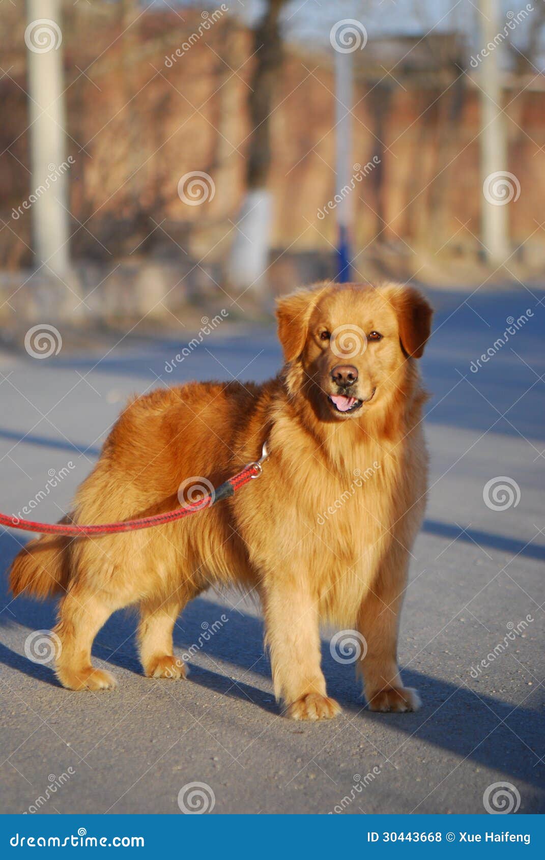 Dog stock photo. Image of gold, retriever, look, hair - 30443668