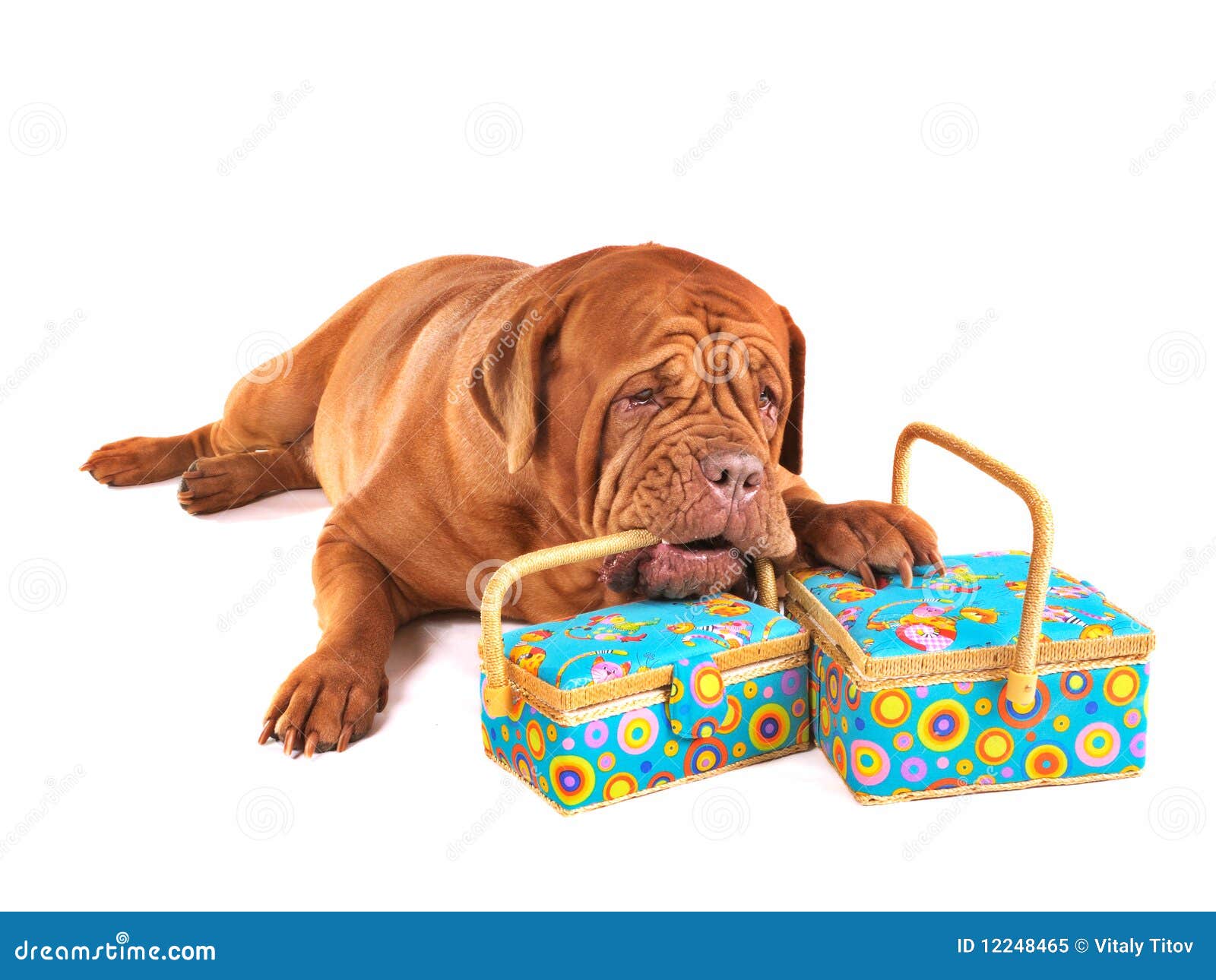 Dog with Beautiful Boxes stock image. Image of retail - 12248465