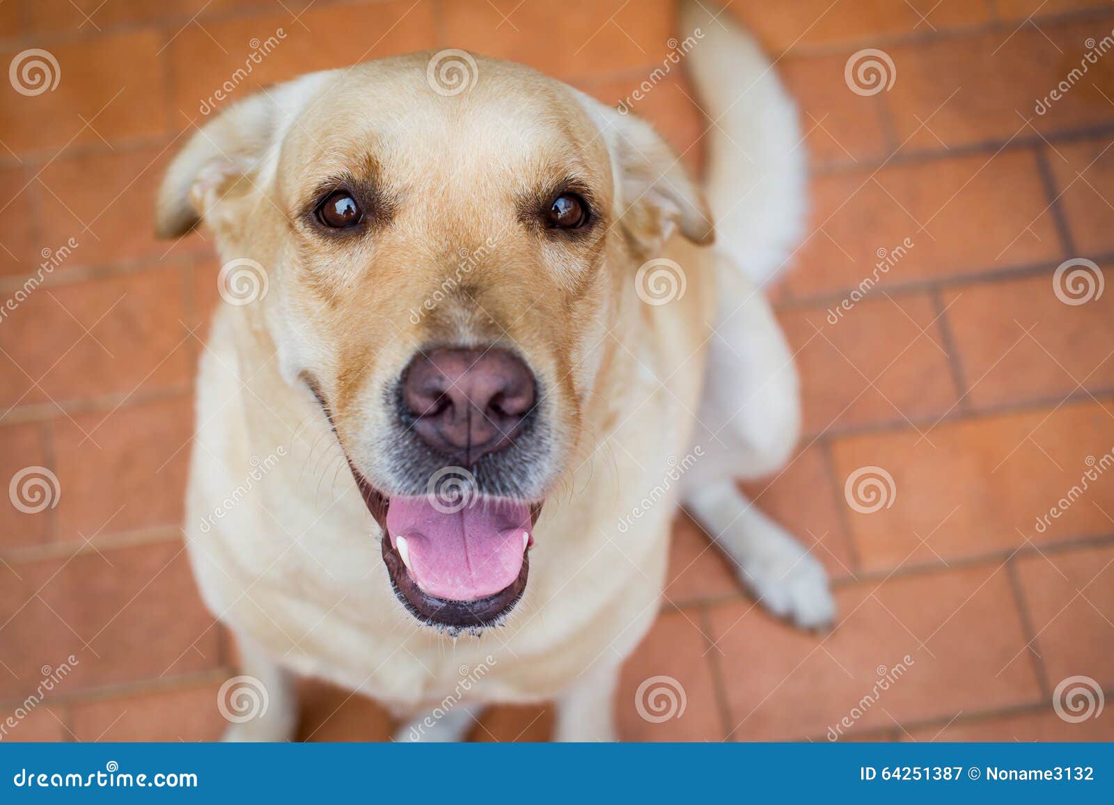 Dog stock image. Image of labrador, looking, portrait - 64251387