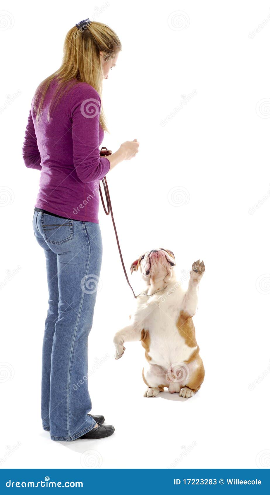 Dog begging stock image. Image of english, legs, obedience - 17223283