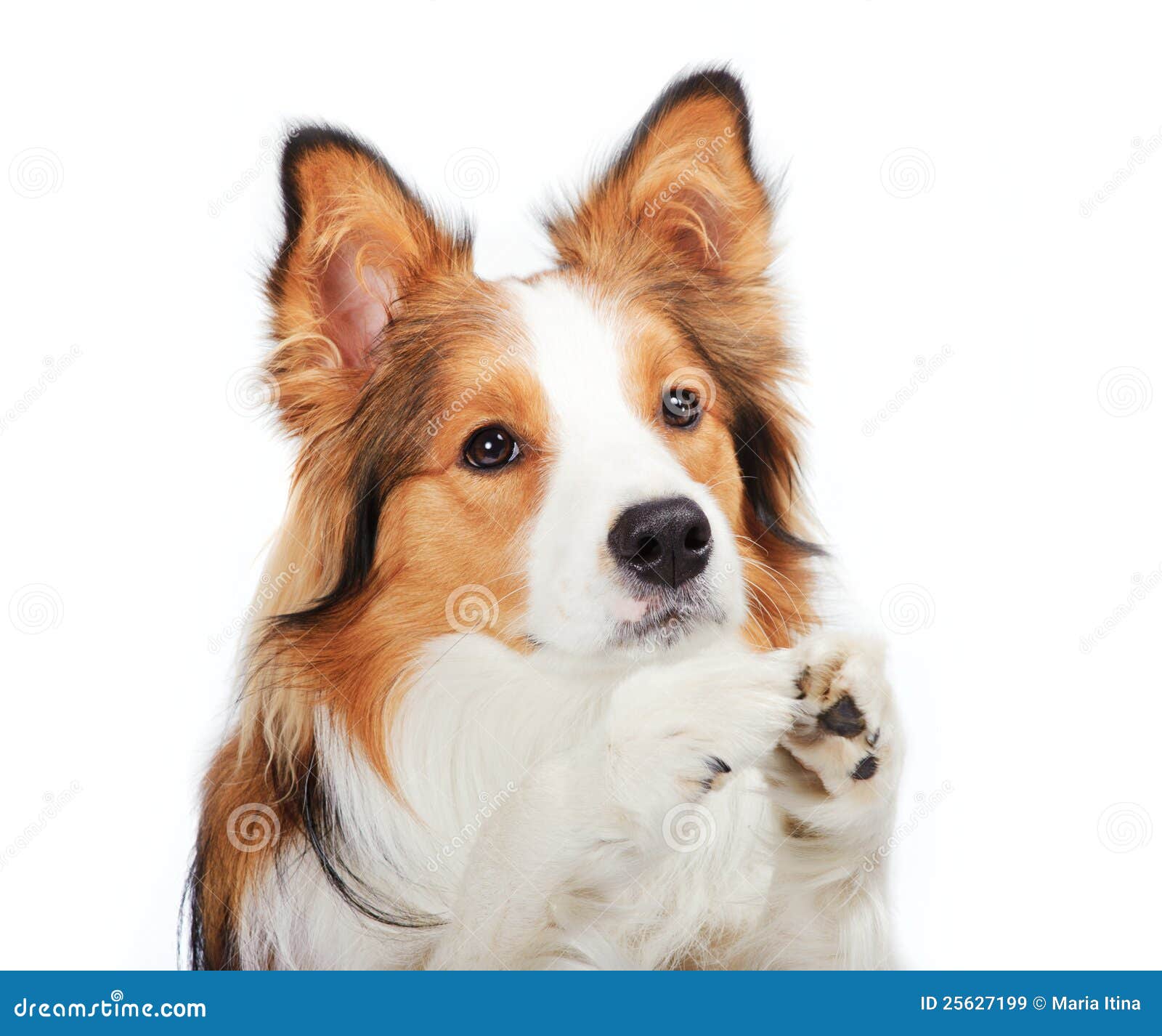 Dog begging stock image. Image of purebred, closeup, close - 25627199