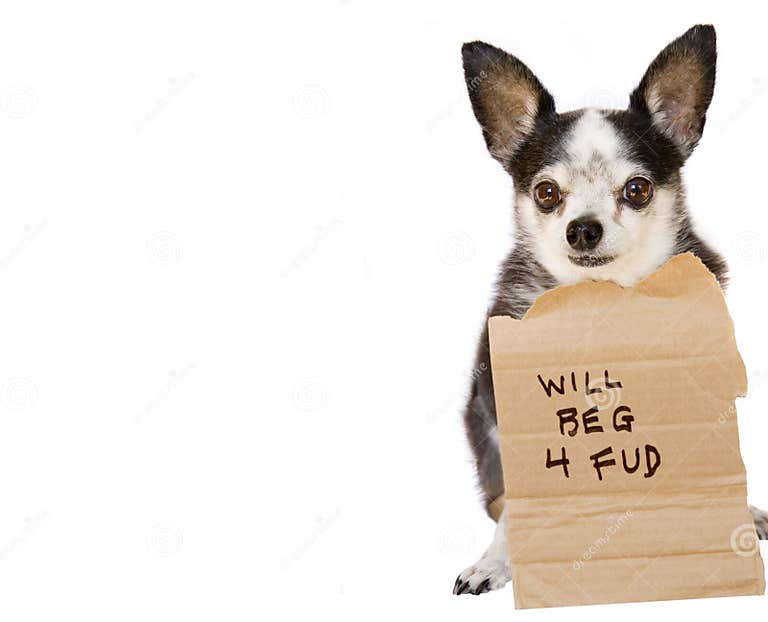 Dog begging stock image. Image of small, care, furry, isolated - 3133443
