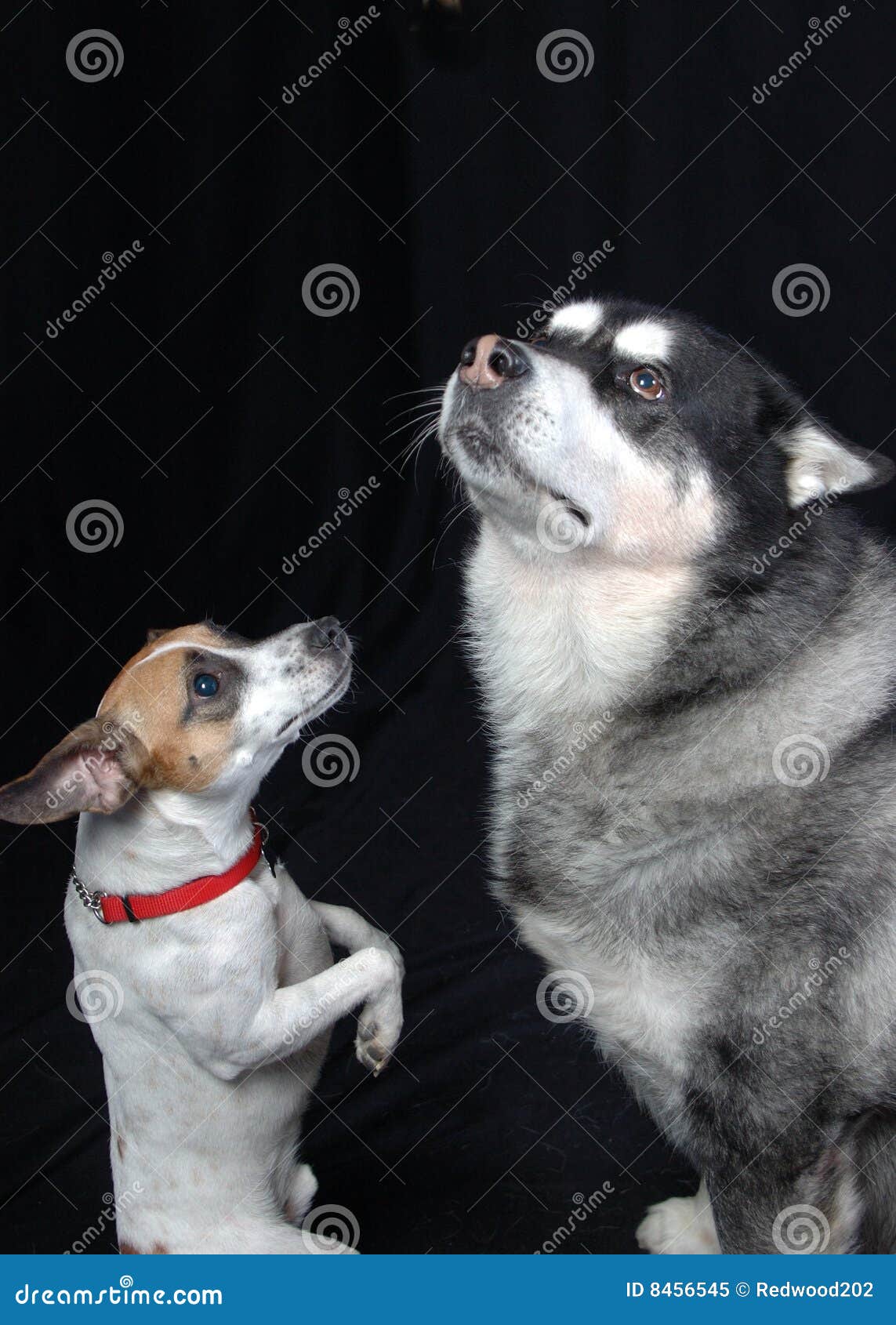 Dog Begging stock image. Image of cute, husky, russell - 8456545