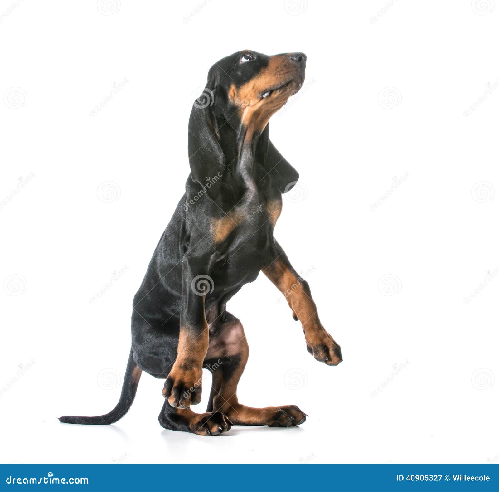 Dog begging stock image. Image of soulful, animal, expression - 40905327