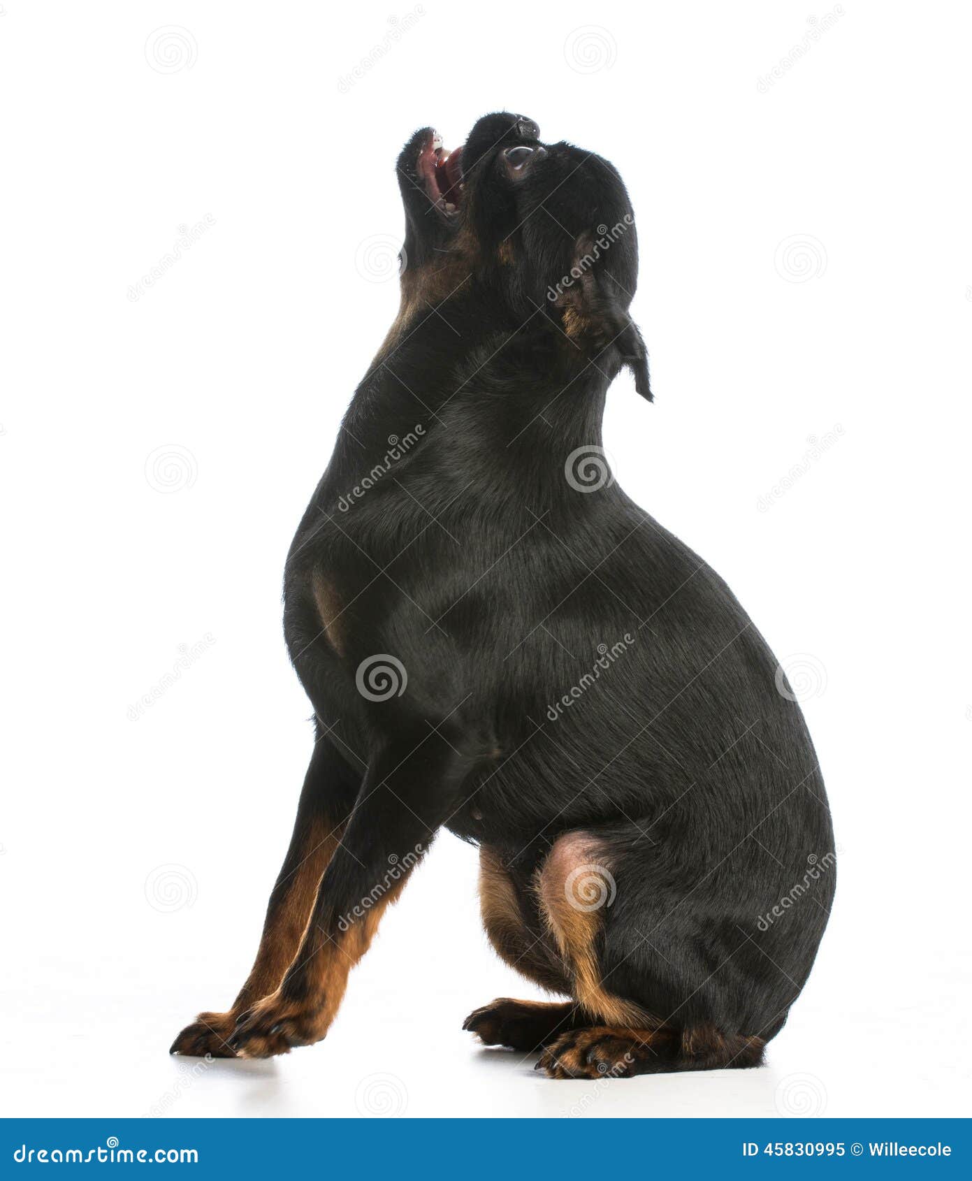 Dog begging stock image. Image of cheerful, cute, sitting - 45830995