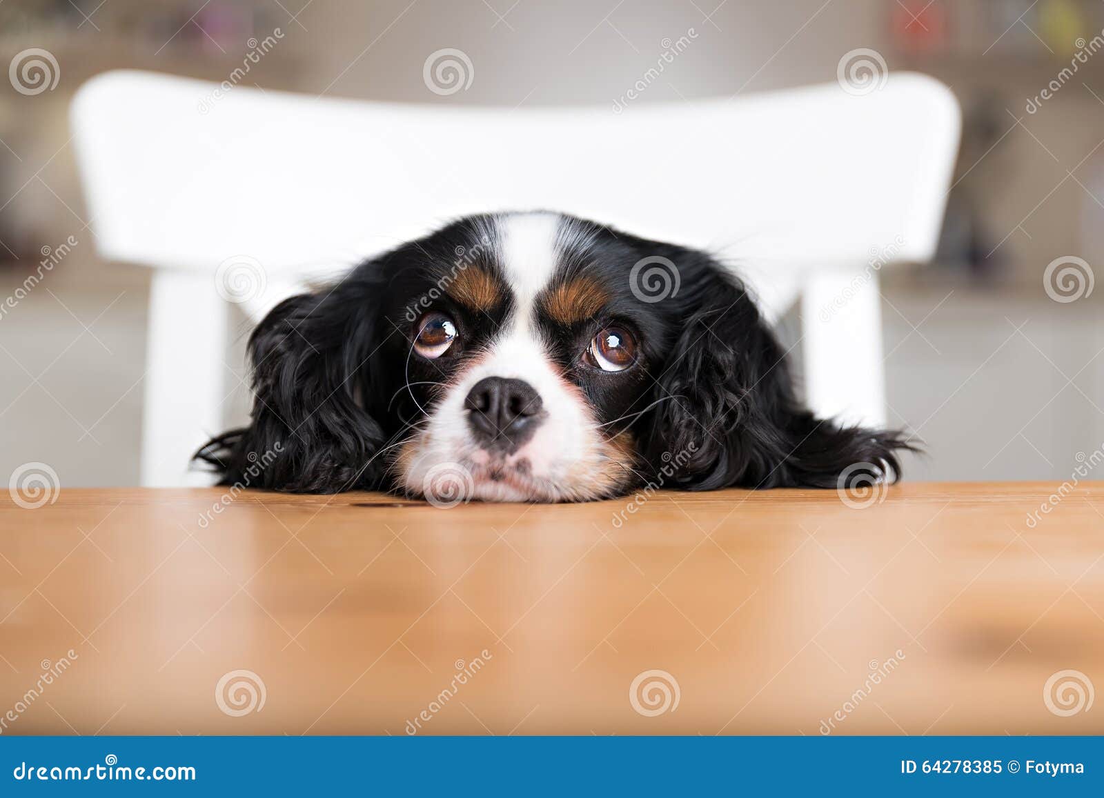 Dog begging stock image. Image of puppy, lovely, tricolor - 64278385