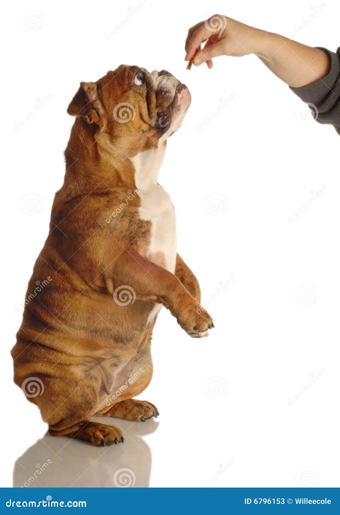 Dog begging for treat stock image. Image of cookie, pedigree - 6796153