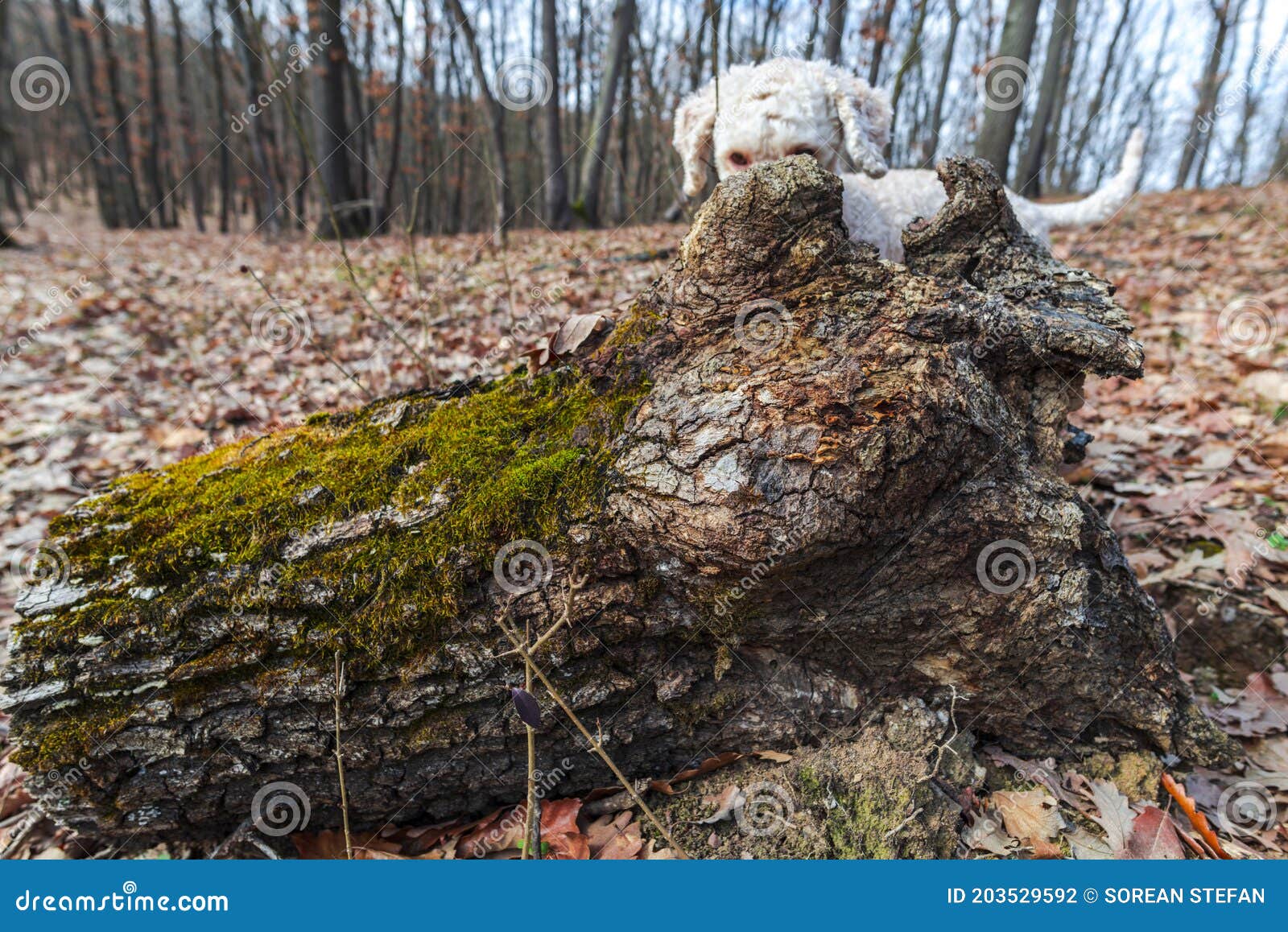 Dog on the Behind of Bark of Tree Stock Photo - Image of detail, inside ...