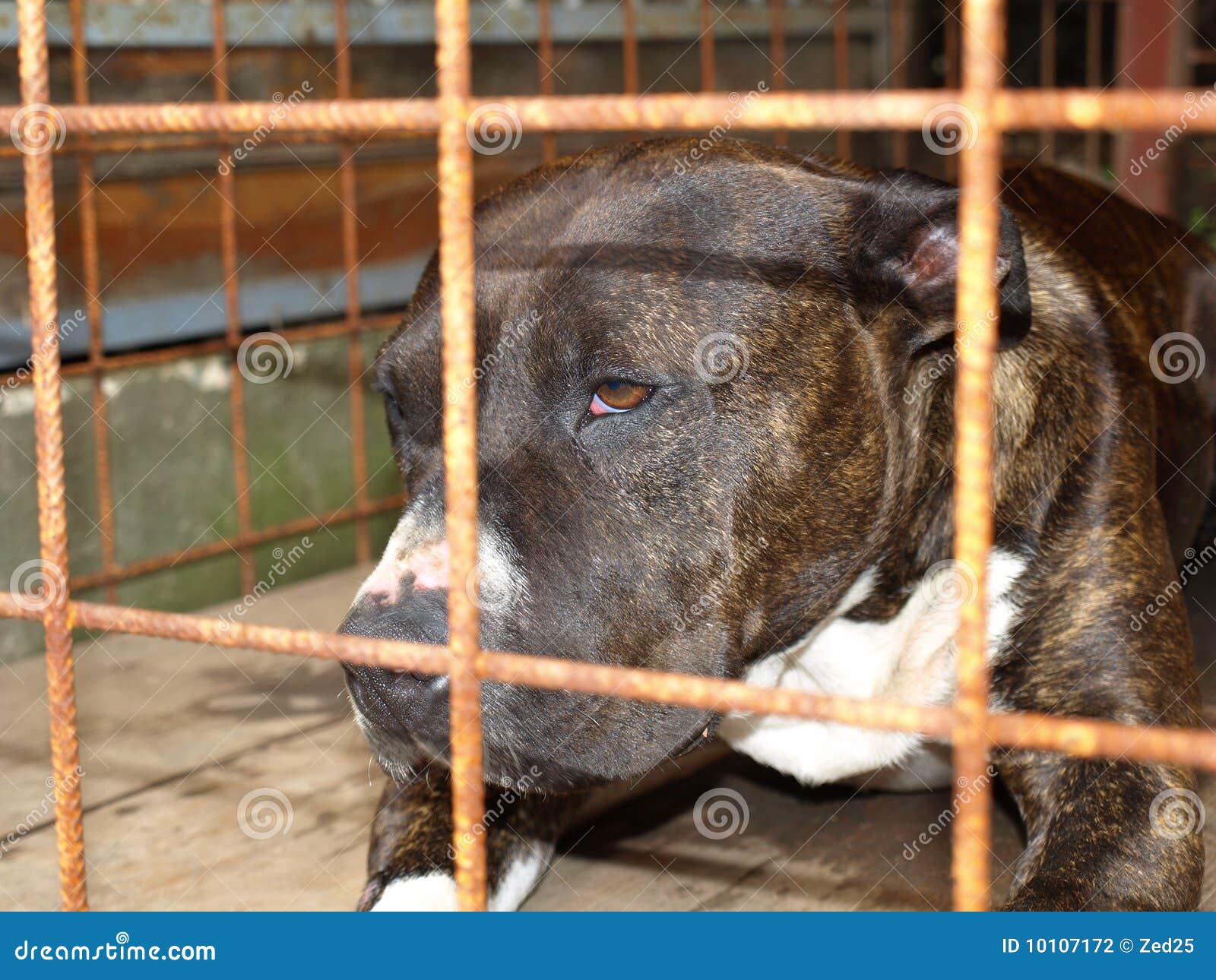 Dog behind bars stock photo. Image of beware, sadness - 10107172