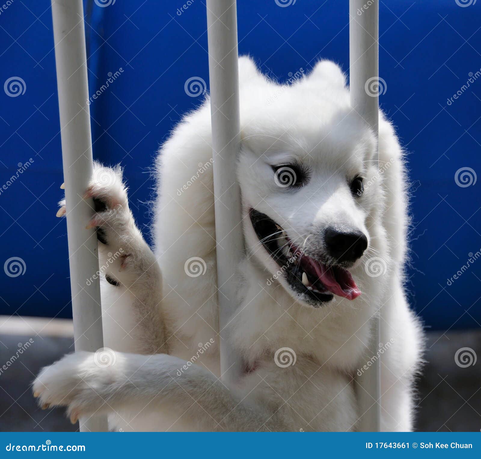 Dog Behind Bars stock image. Image of puppy, bars, control - 17643661