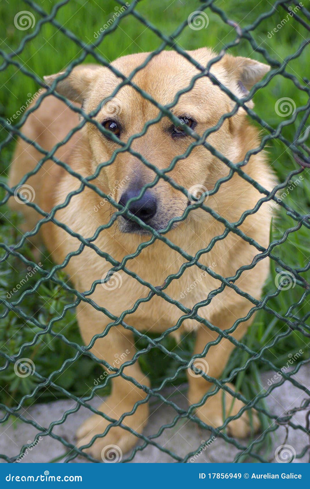 Dog behind bars stock image. Image of bars, animal, abandoned - 17856949 Dog behind bars stock image. Image of bars, animal, abandoned - 17856949