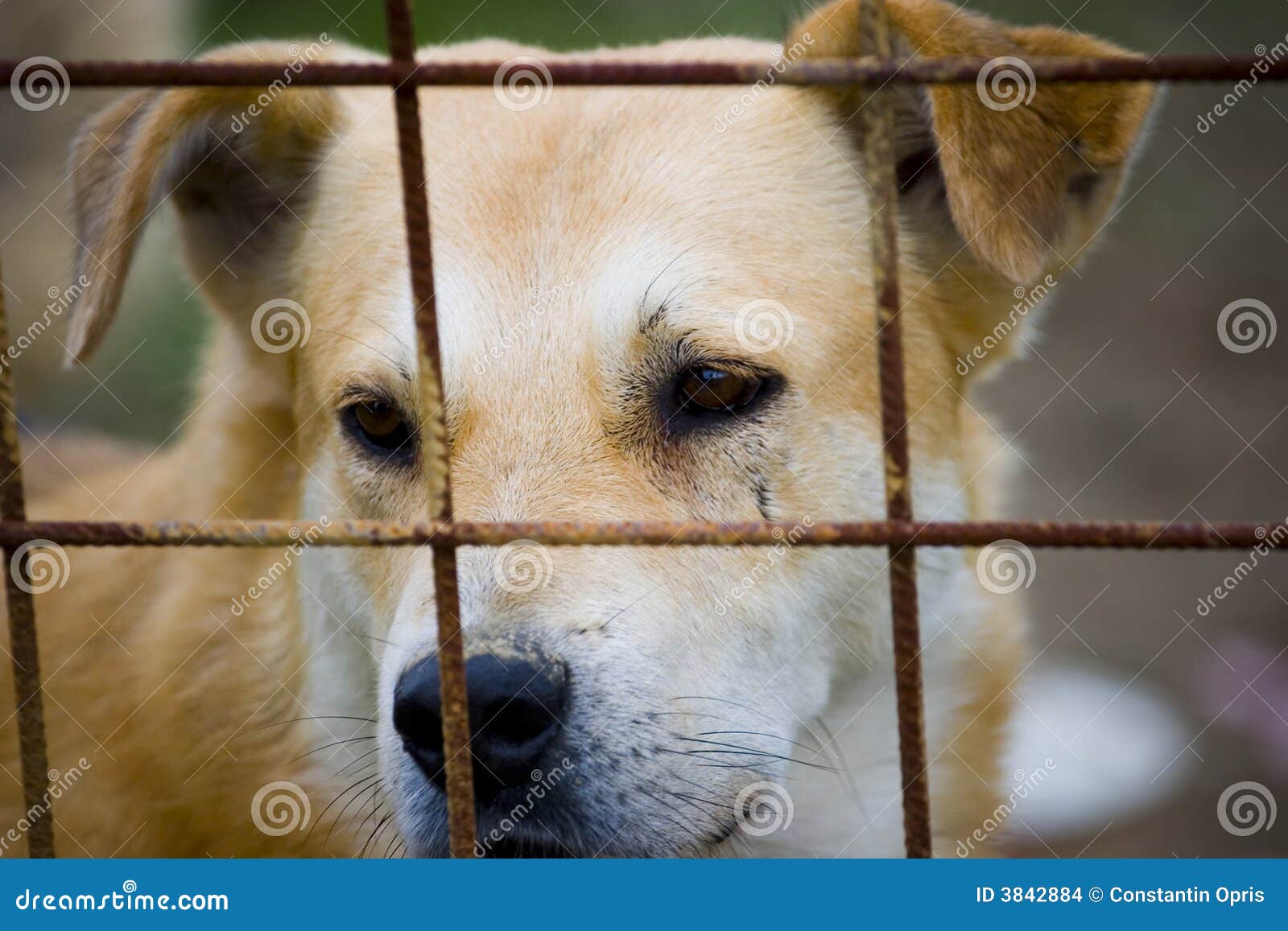 Dog behind bars stock photo. Image of faithful, bars, closeup - 3842884 Dog behind bars stock photo. Image of faithful, bars, closeup - 3842884