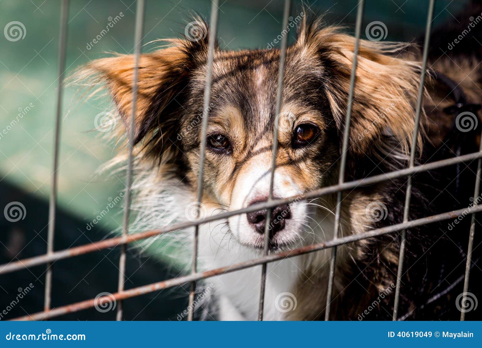 Dog behind bars stock image. Image of fence, sadness - 40619049