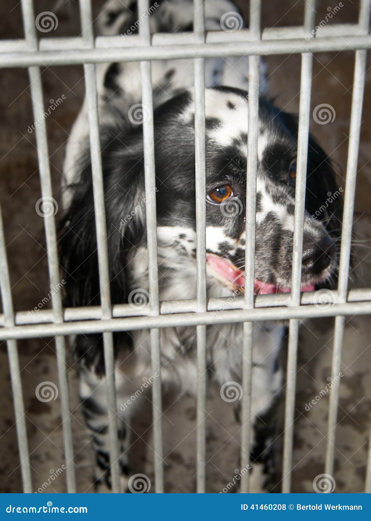 Dog behind bars stock photo. Image of danger, kennel - 41460208