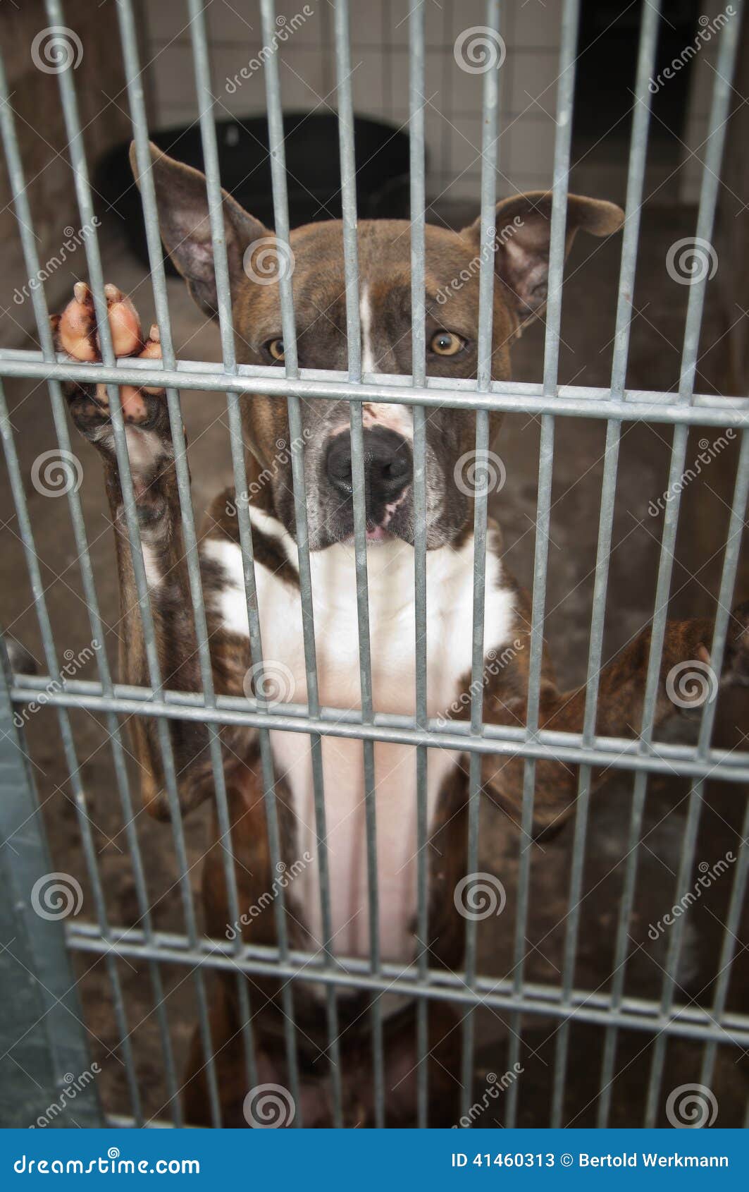 Dog behind bars stock image. Image of door, danger, kennel - 41460313