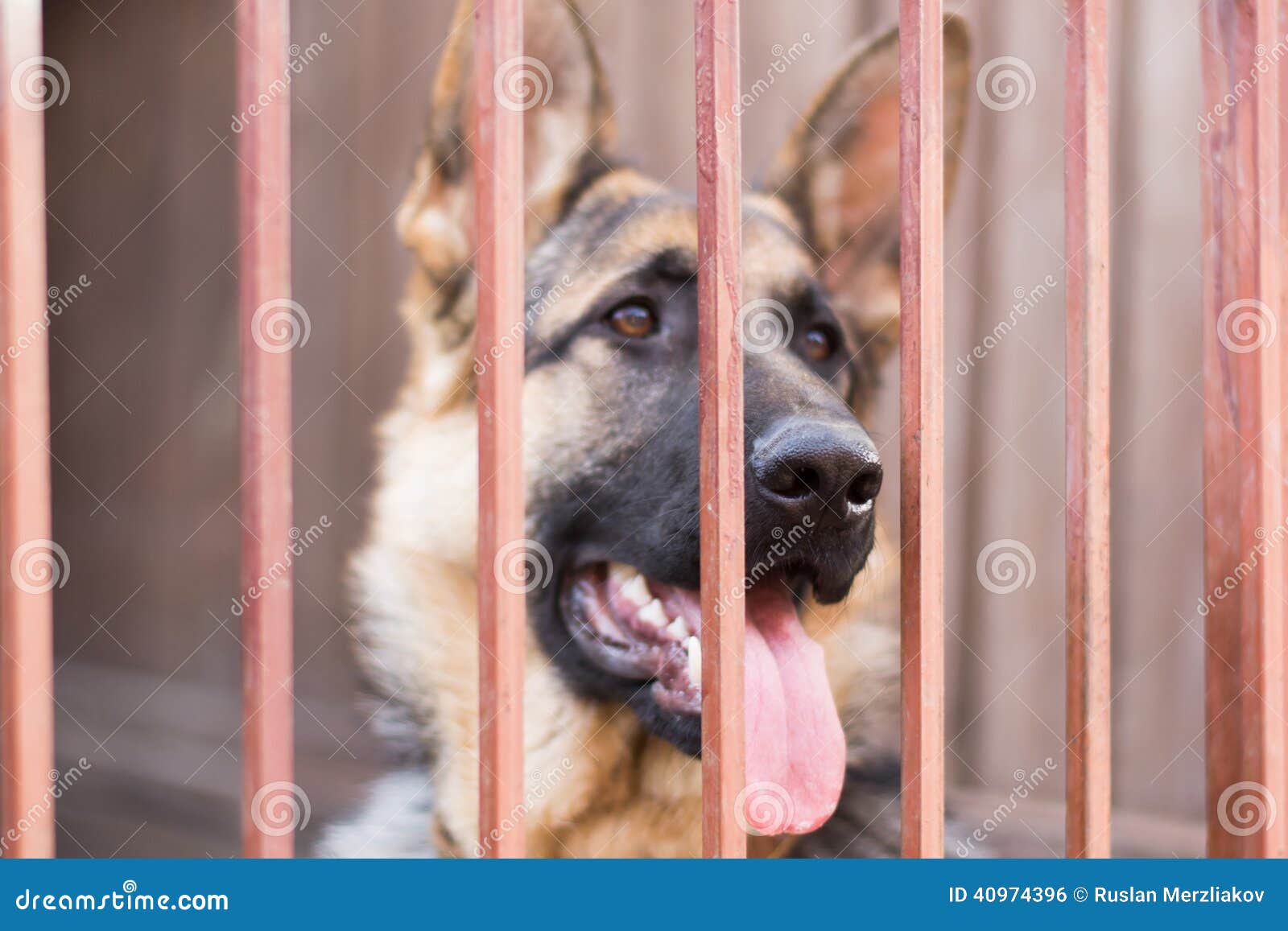 Dog behind bars stock photo. Image of nose, animal, looking - 40974396