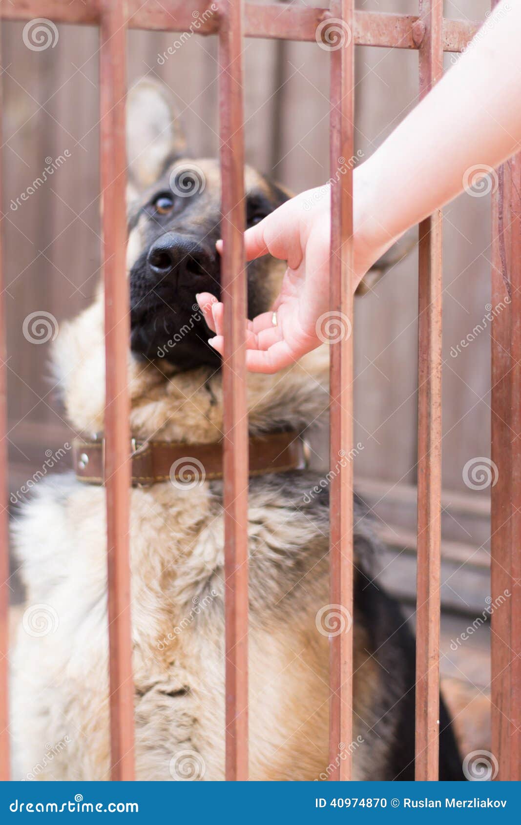 Dog behind bars stock photo. Image of iron, absence, germany - 40974870
