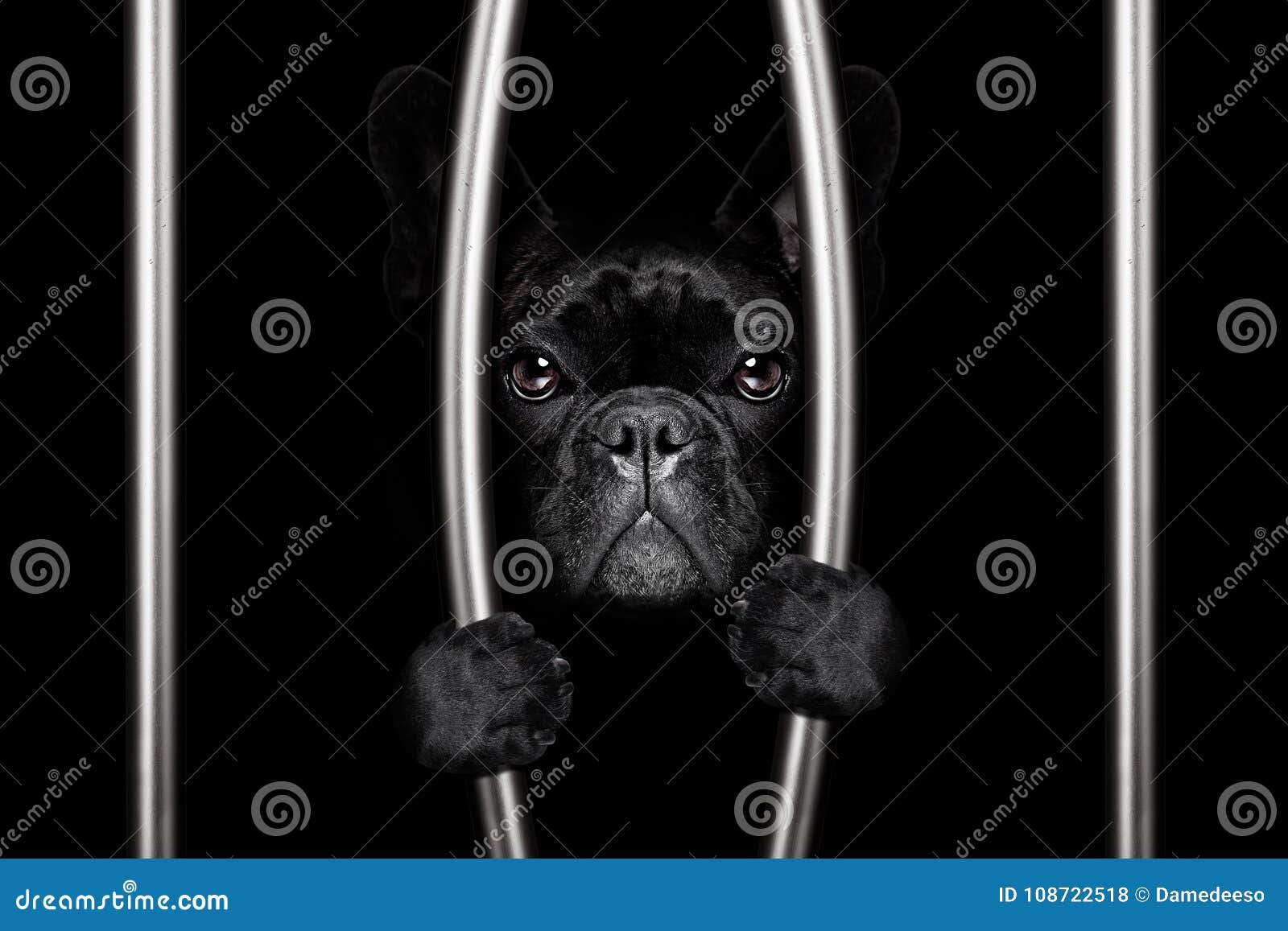 Dog Behind Bars In Jail Prison Royalty-Free Stock Image | CartoonDealer ... Dog Behind Bars In Jail Prison Royalty-Free Stock Image | CartoonDealer ...