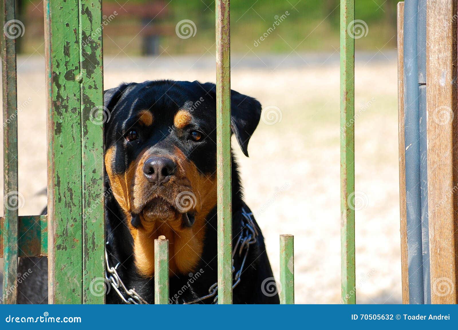 Dog behind the bars stock photo. Image of rottweiler - 70505632