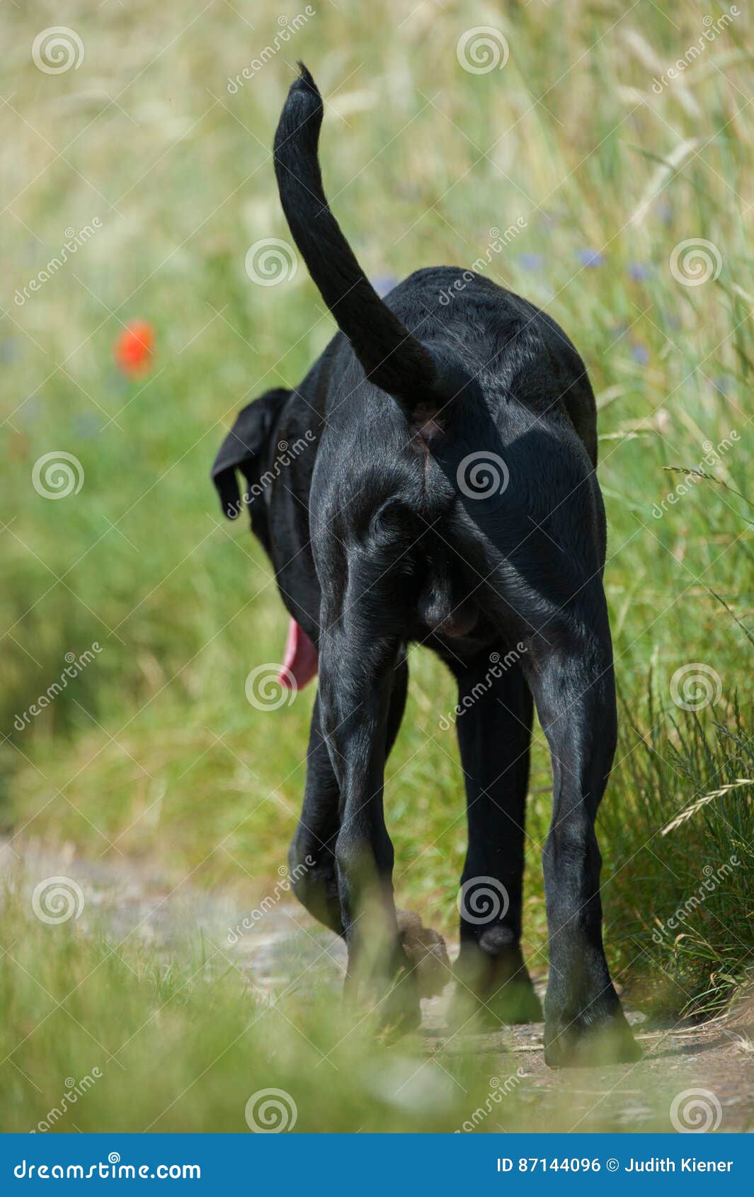 Dog from behind stock photo. Image of walk, purebreed - 87144096