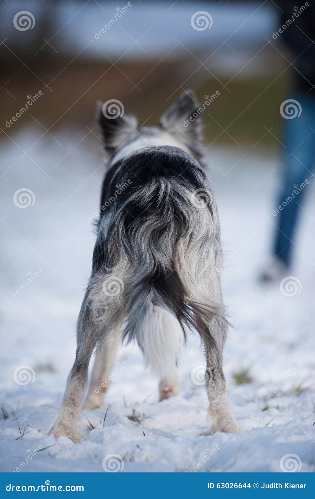Dog from behind stock photo. Image of copy, collie, witty - 63026644