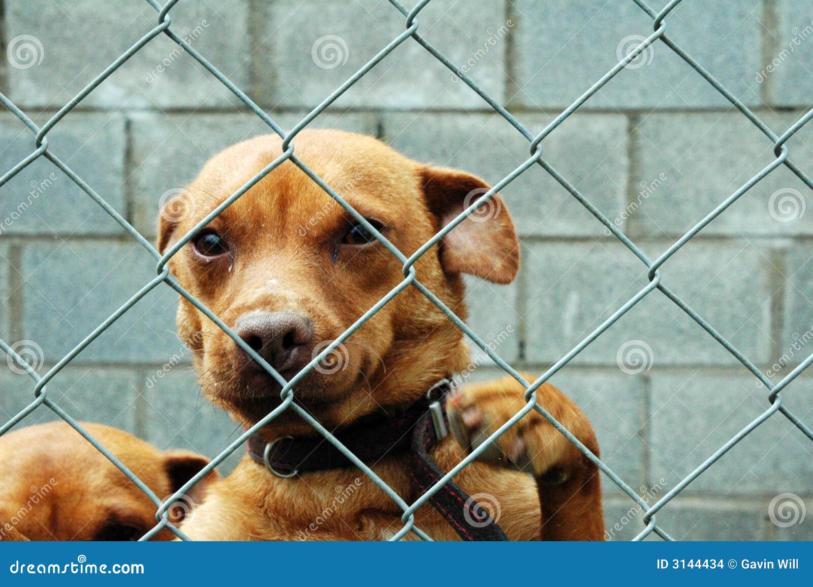 Dog Behind A Fence Stock Images - Image: 3144434