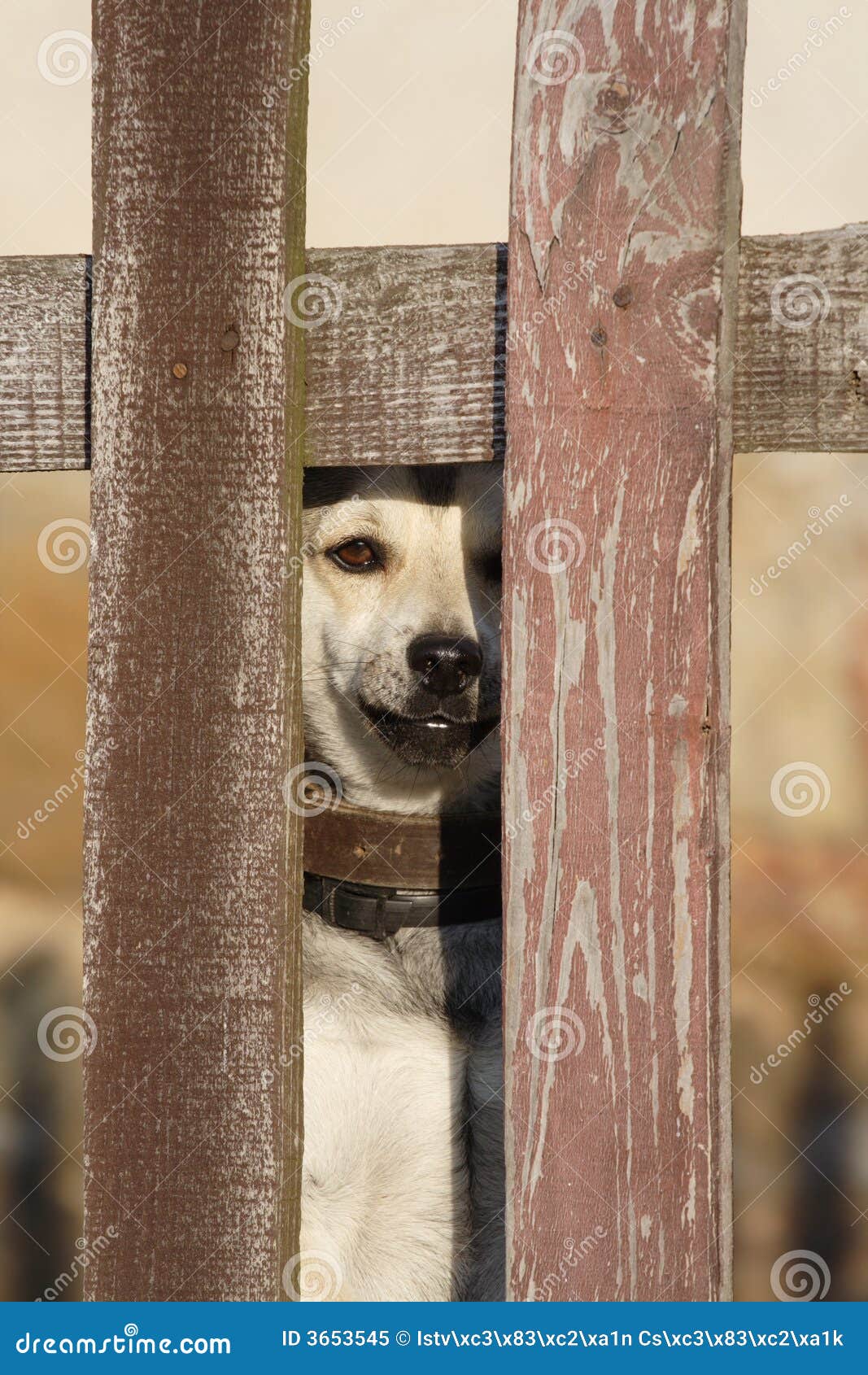 Dog behind fence stock image. Image of fence, friendship - 3653545