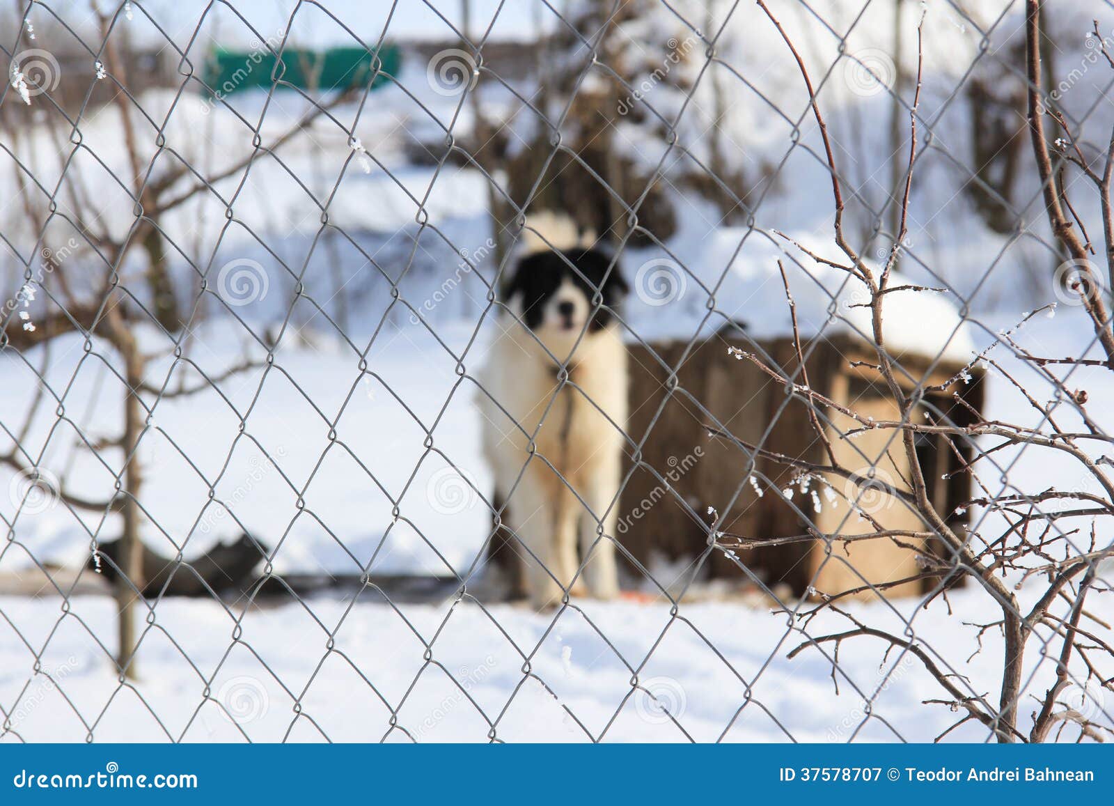 Dog behind a fence stock image. Image of watchful, guarding - 37578707