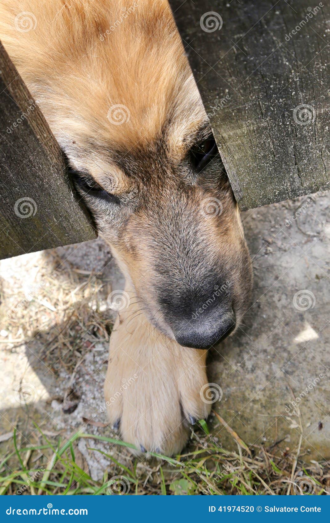 Dog Behind a Fence in Montemonaco Stock Photo - Image of lonely, canine ...